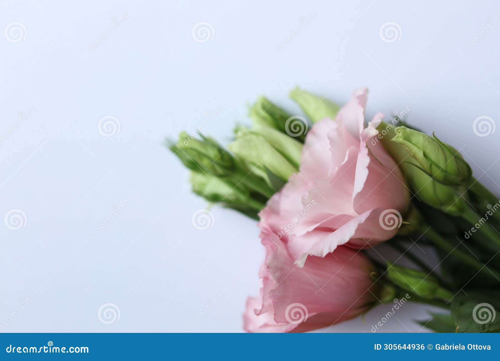 Bouquet of Eustoma Flowers on White Background, Closeup Stock Photo ...