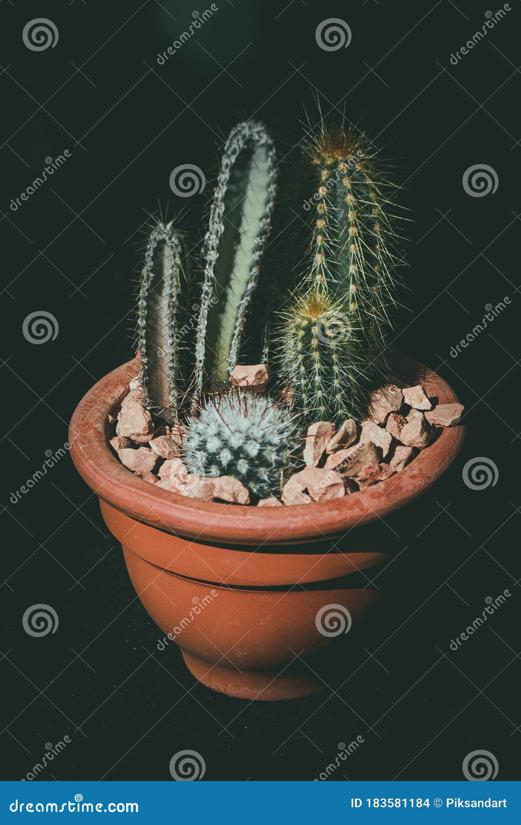 Composition with Cacti in an Earthen Pot Stock Photo - Image of nature ...