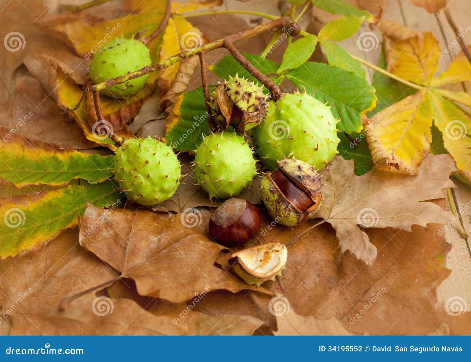 Composition of chestnuts stock photo. Image of chestnut - 34195552