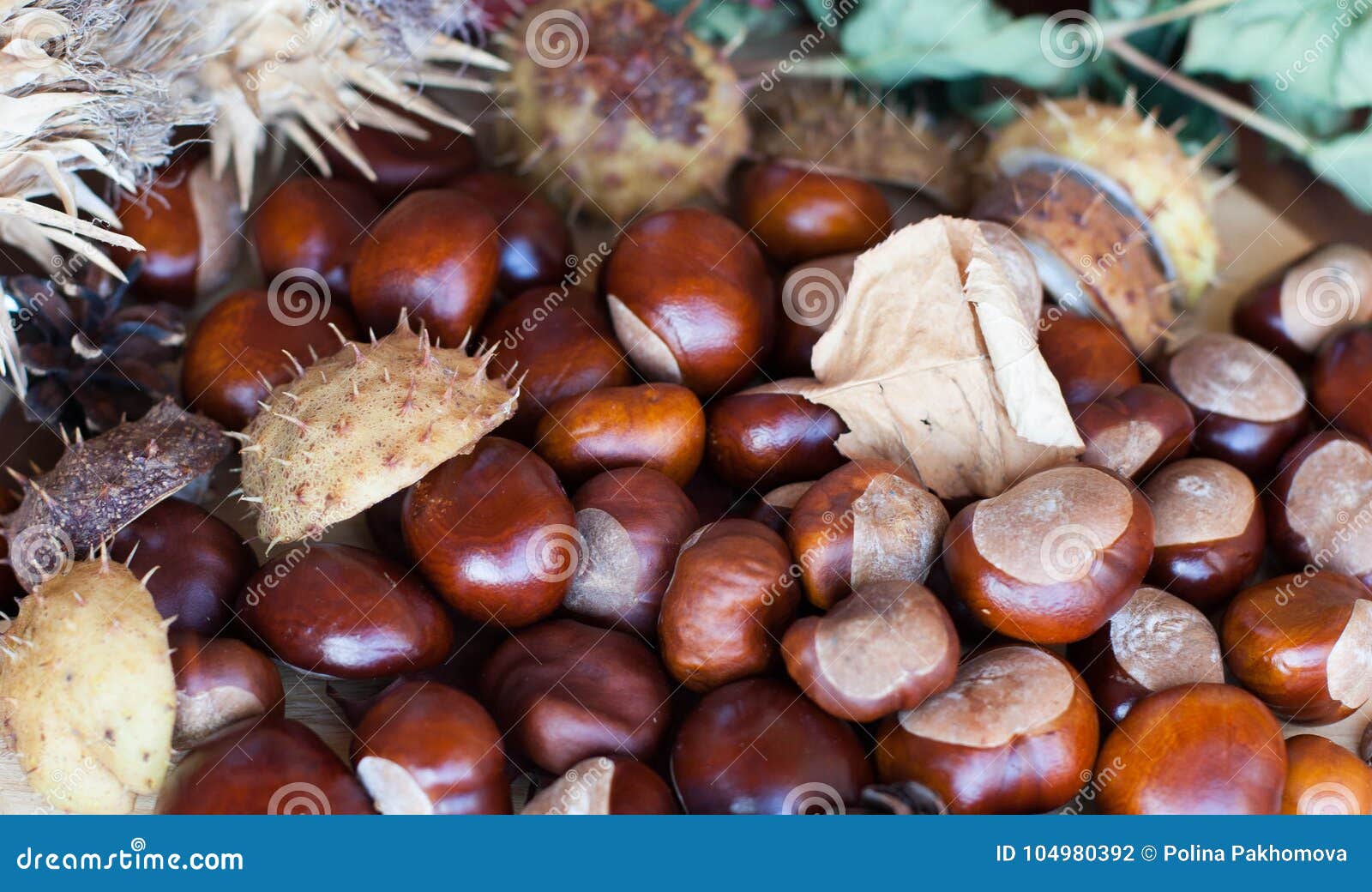 A Composition of Chestnuts and Cone and Leaves Stock Photo - Image of ...