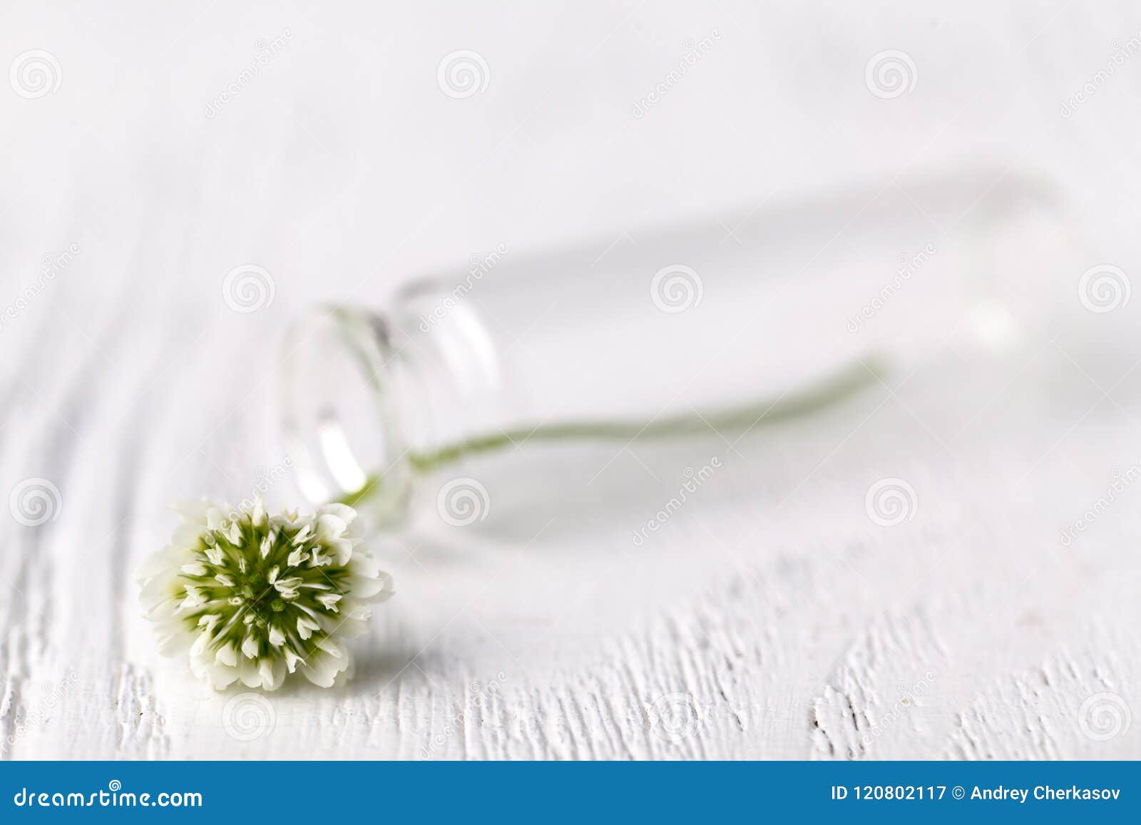 Composition with Clover in Glass. Melancholic Still Life with White ...