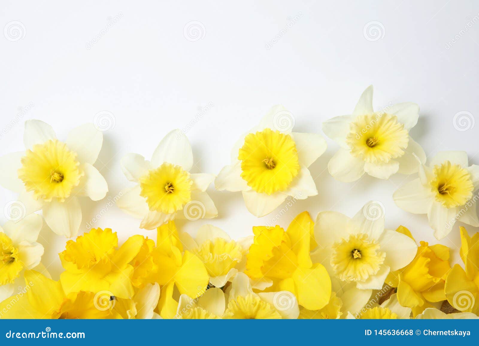 Composition with Daffodils on White, Top View. Fresh Spring Flowers ...