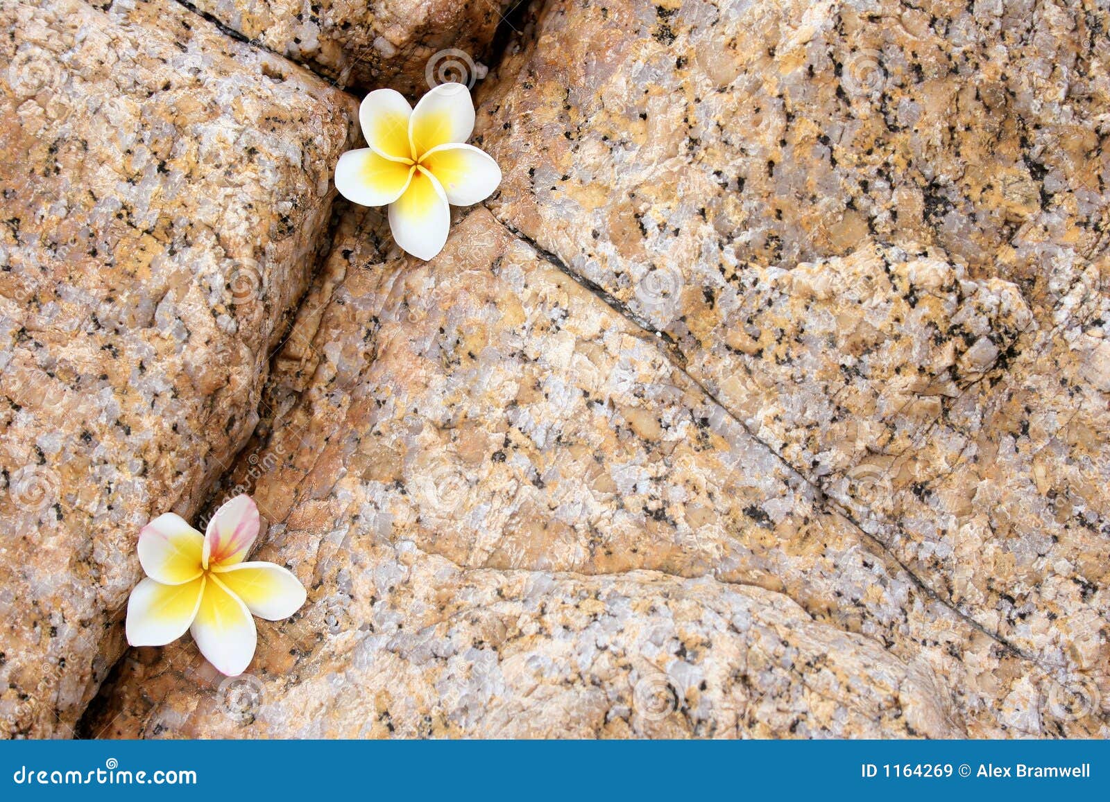 Composition De Fleur De Roche Image stock - Image du différent ...