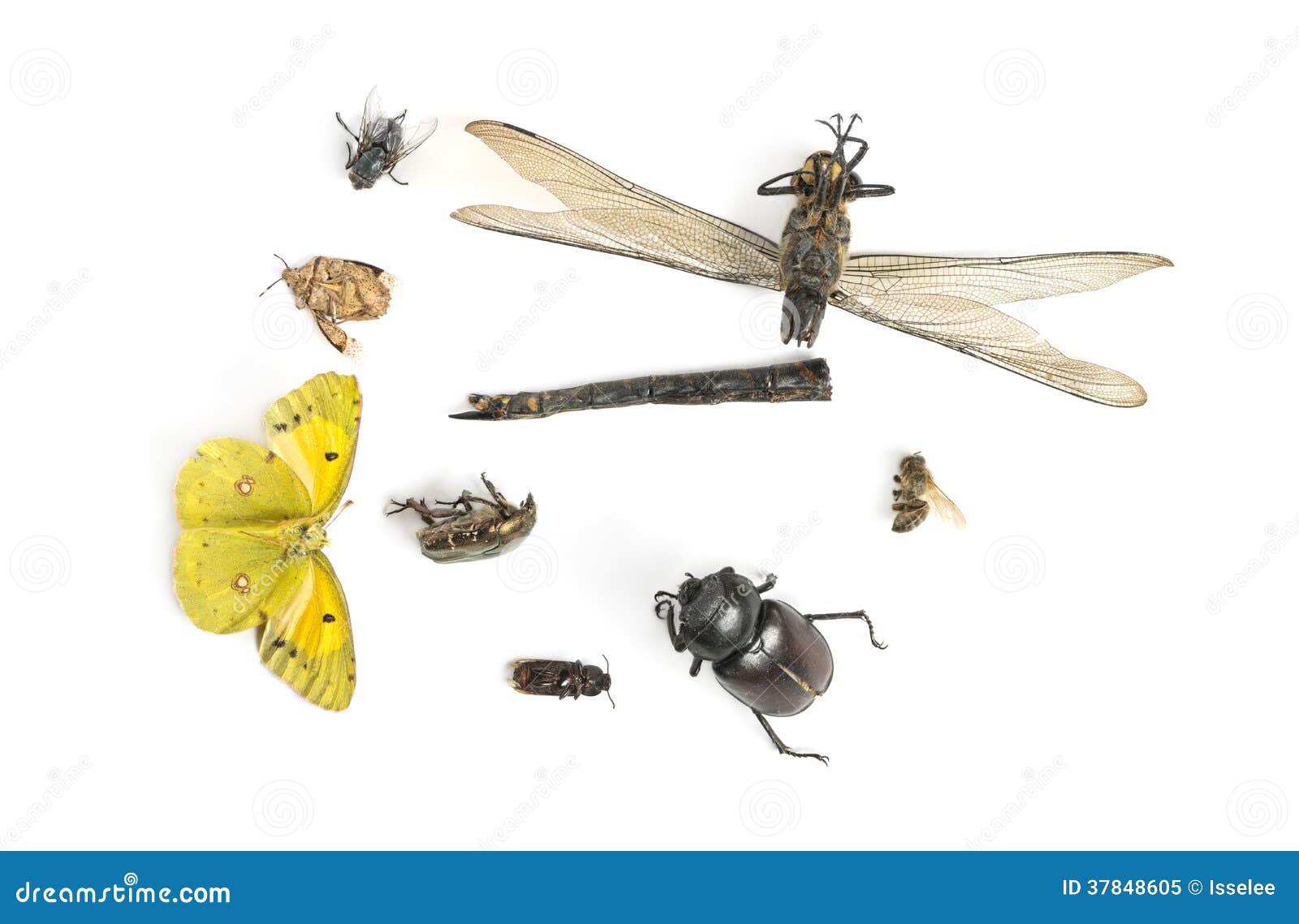 Composition with Dead Insects, Isolated Stock Image - Image of shot ...