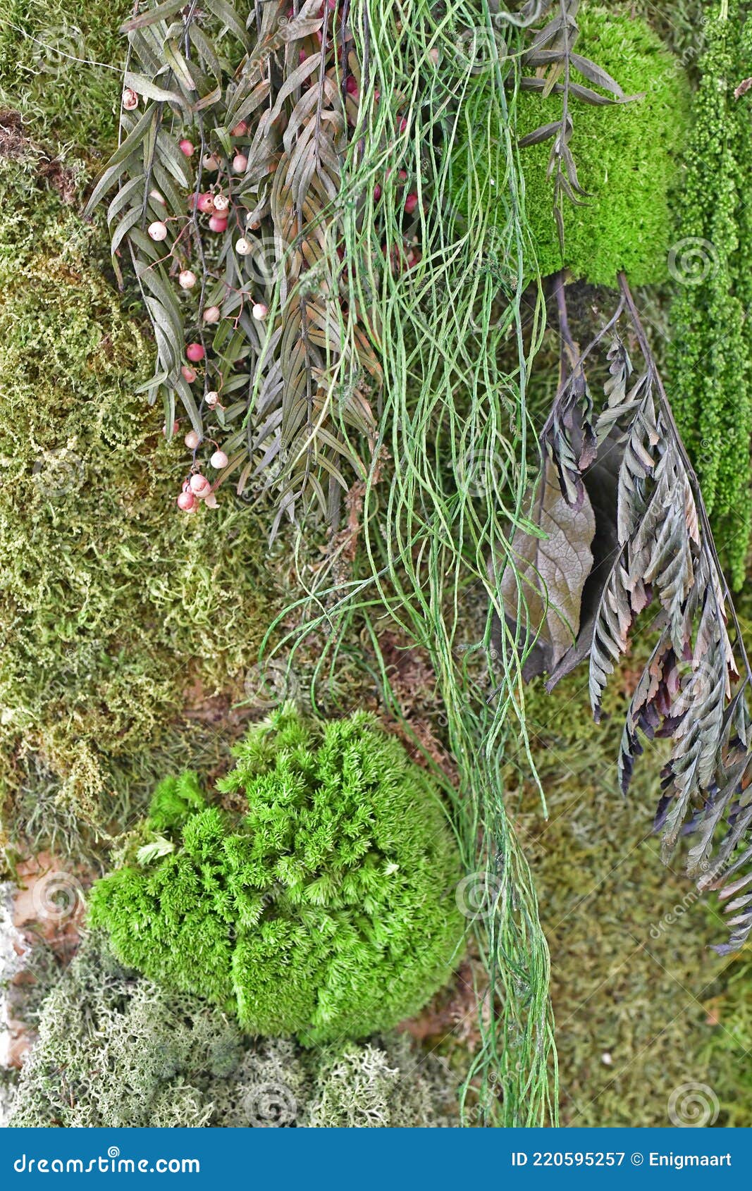 Composition of Different Types of Moss and Fallen Leaves. Stock Image ...