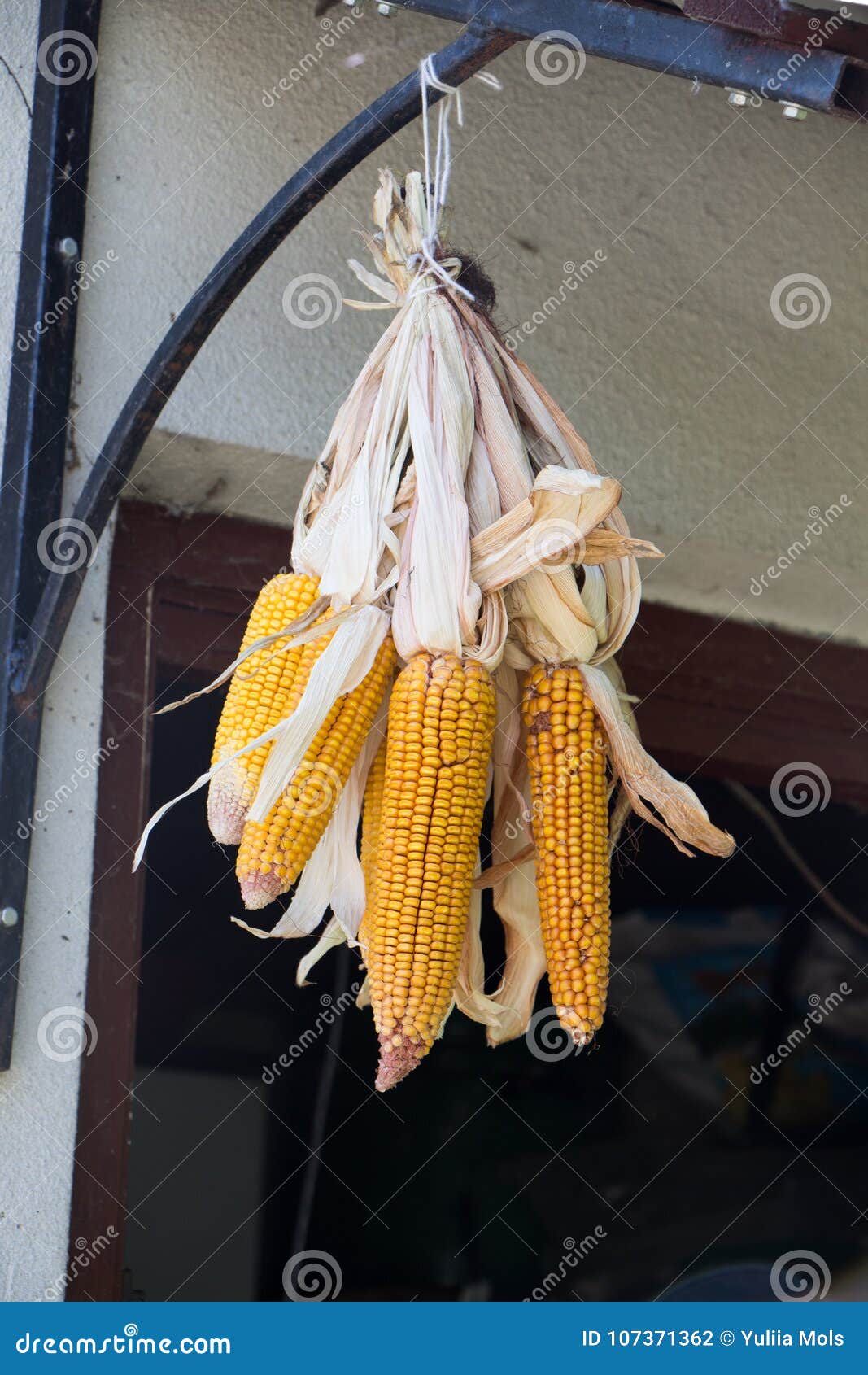 Picture of Dry Organic Corn. Stock Photo - Image of agriculture ...