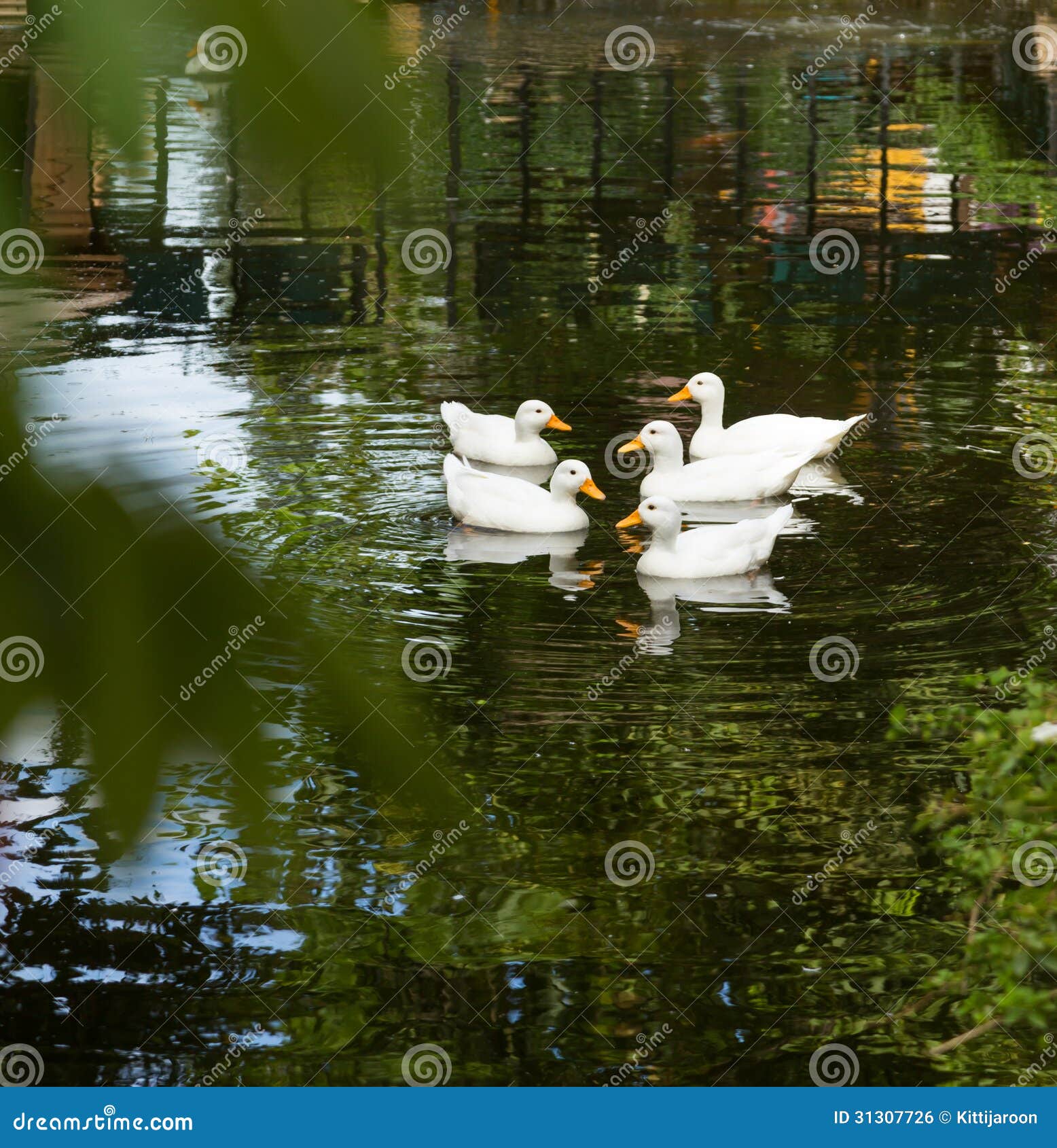 Composition of Duck in the Marsh Stock Photo - Image of duck, swim: 31307726