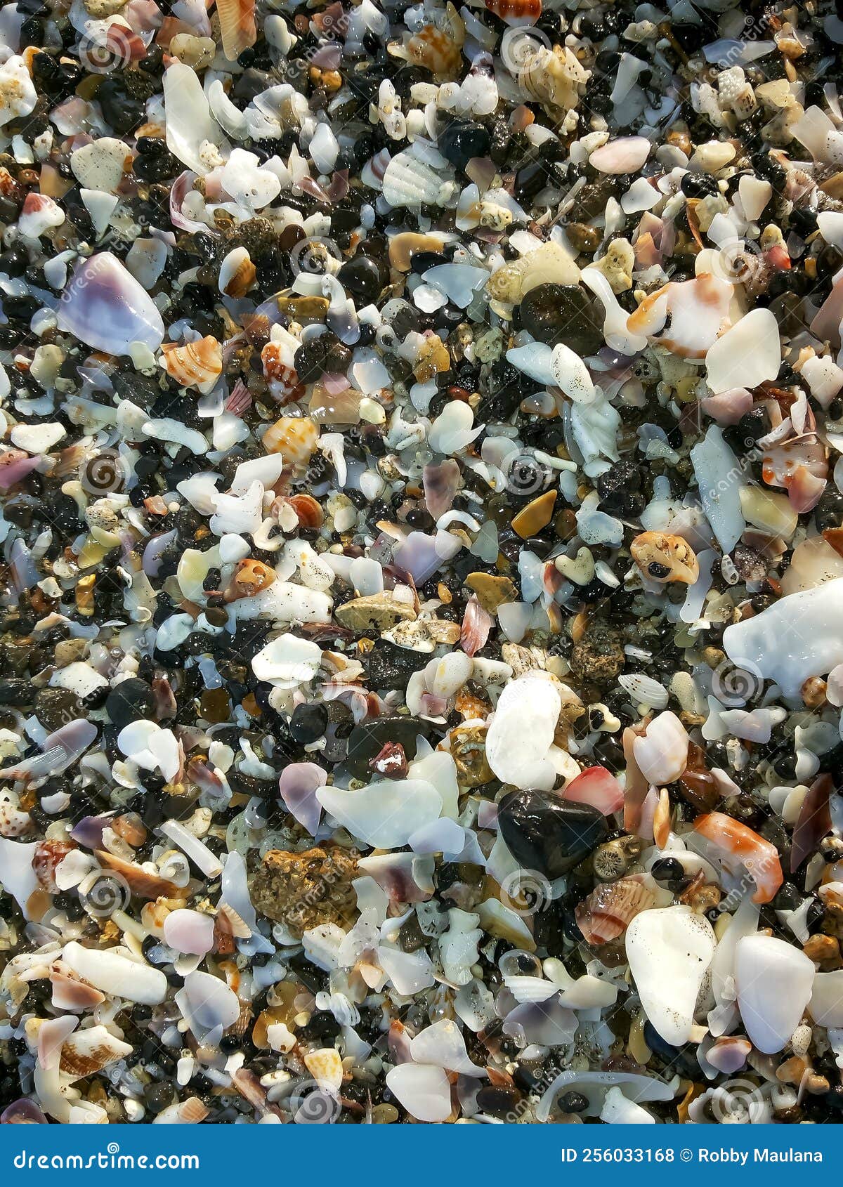 Composition of Ecotic Seashell Caotured in Top View Stock Photo - Image ...