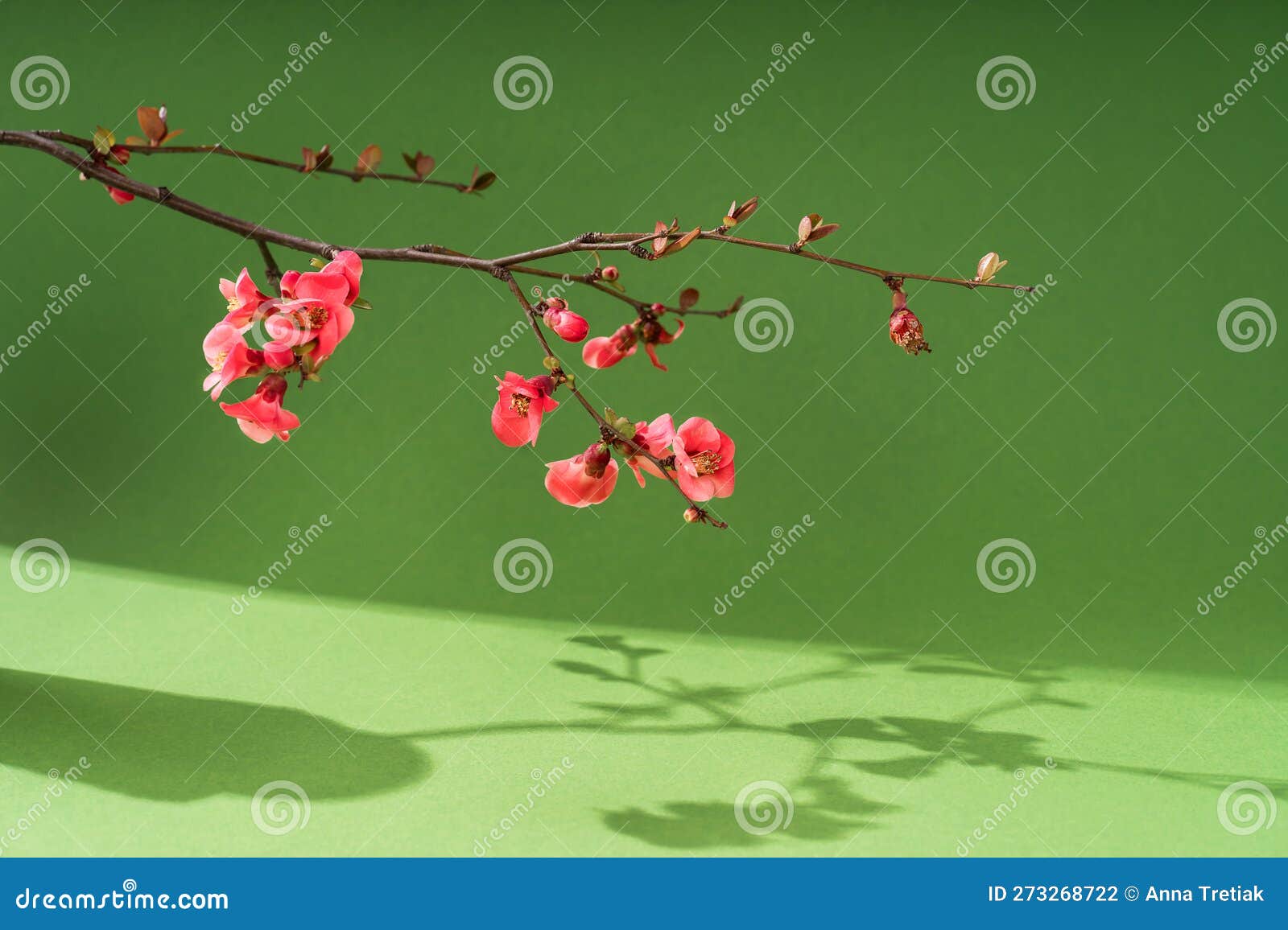 Composition Empty Podium Material Tree and Spring Flowers. Empty ...