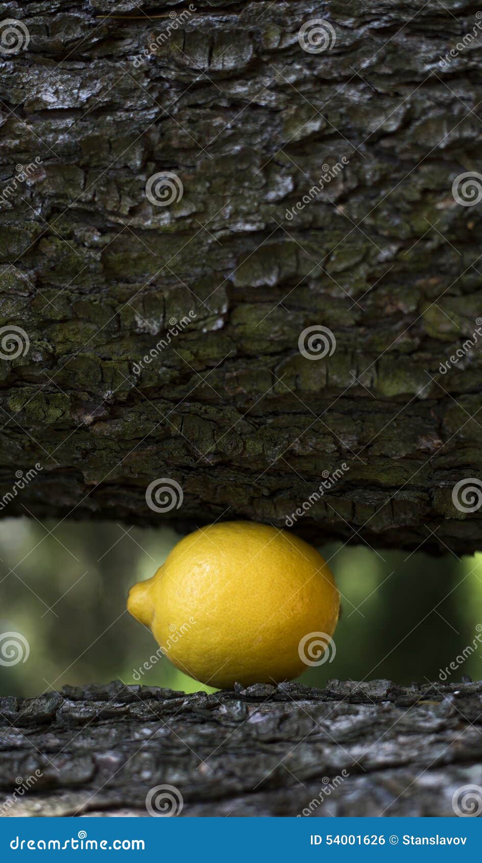 Composition En Art Avec Le Citron Sous L'arbre Photo stock - Image du ...