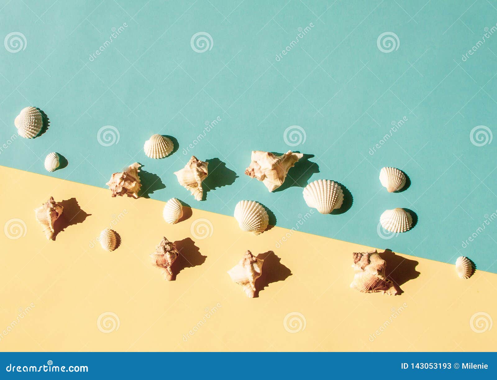 Composition of Exotic Sea Shells on a Blue Background Stock Image ...