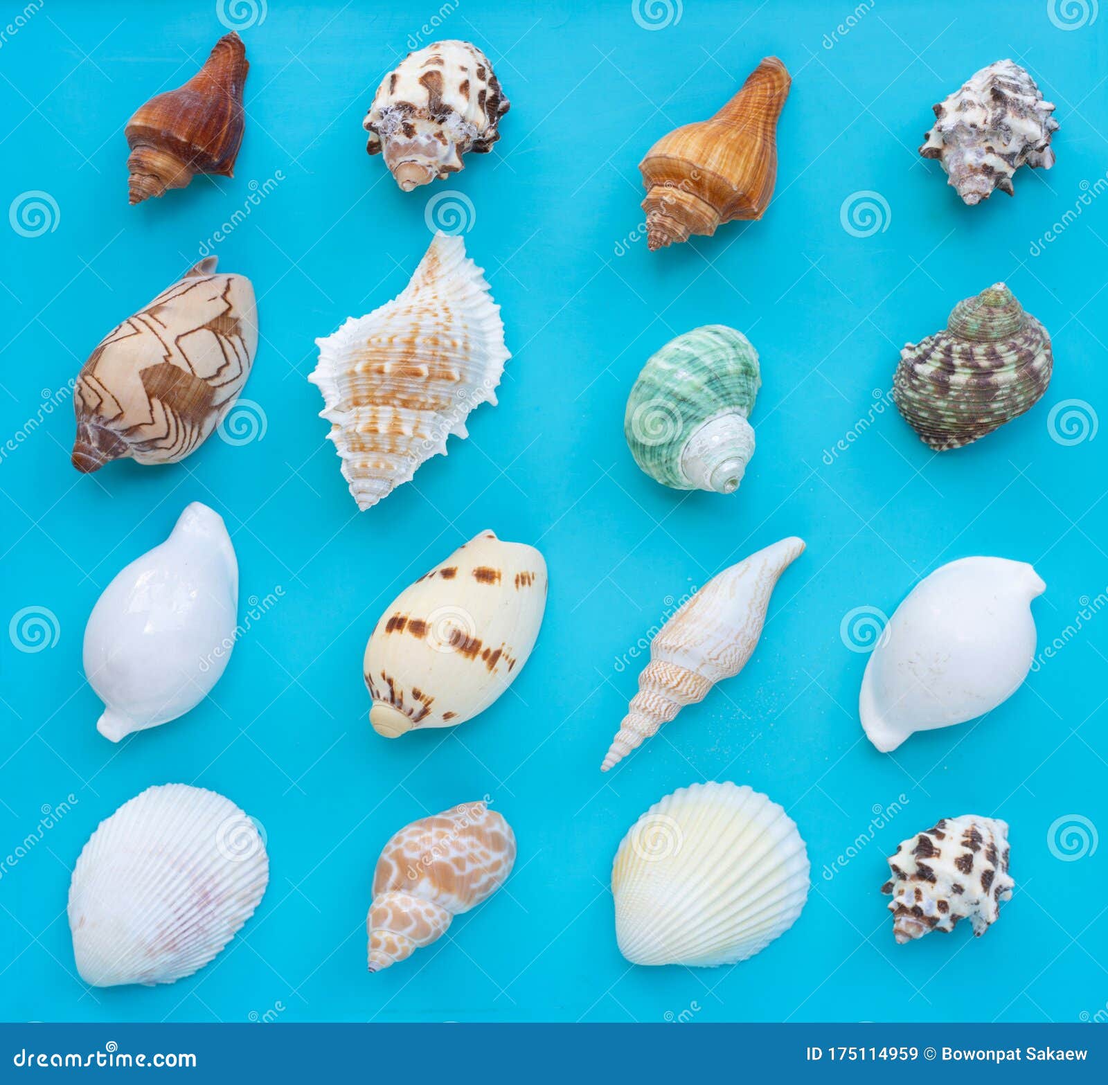 Composition of Exotic Sea Shells on Blue Background Stock Image - Image ...