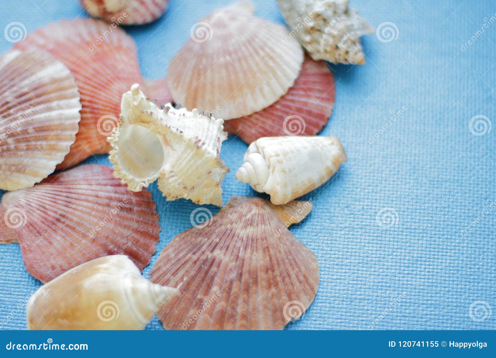 Collection of Sea Shells of Different Forms Stock Image - Image of ...