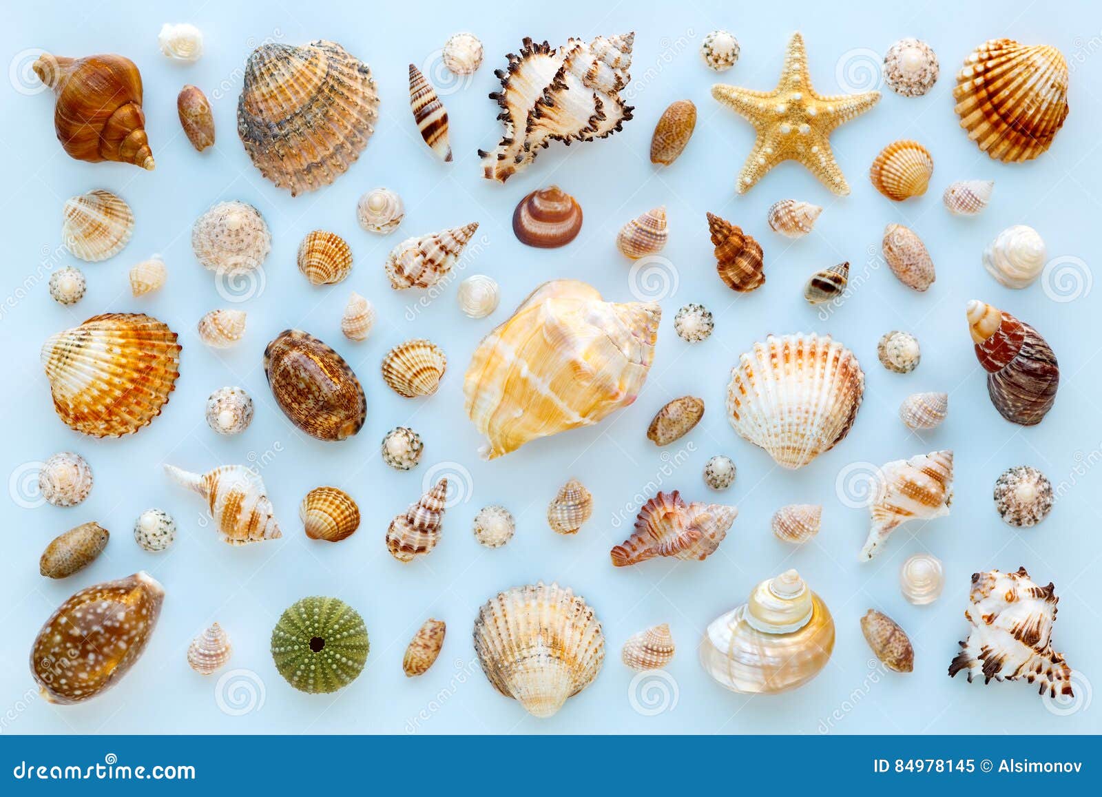 Composition Of Exotic Sea Shells And Starfish On A Blue Background ...