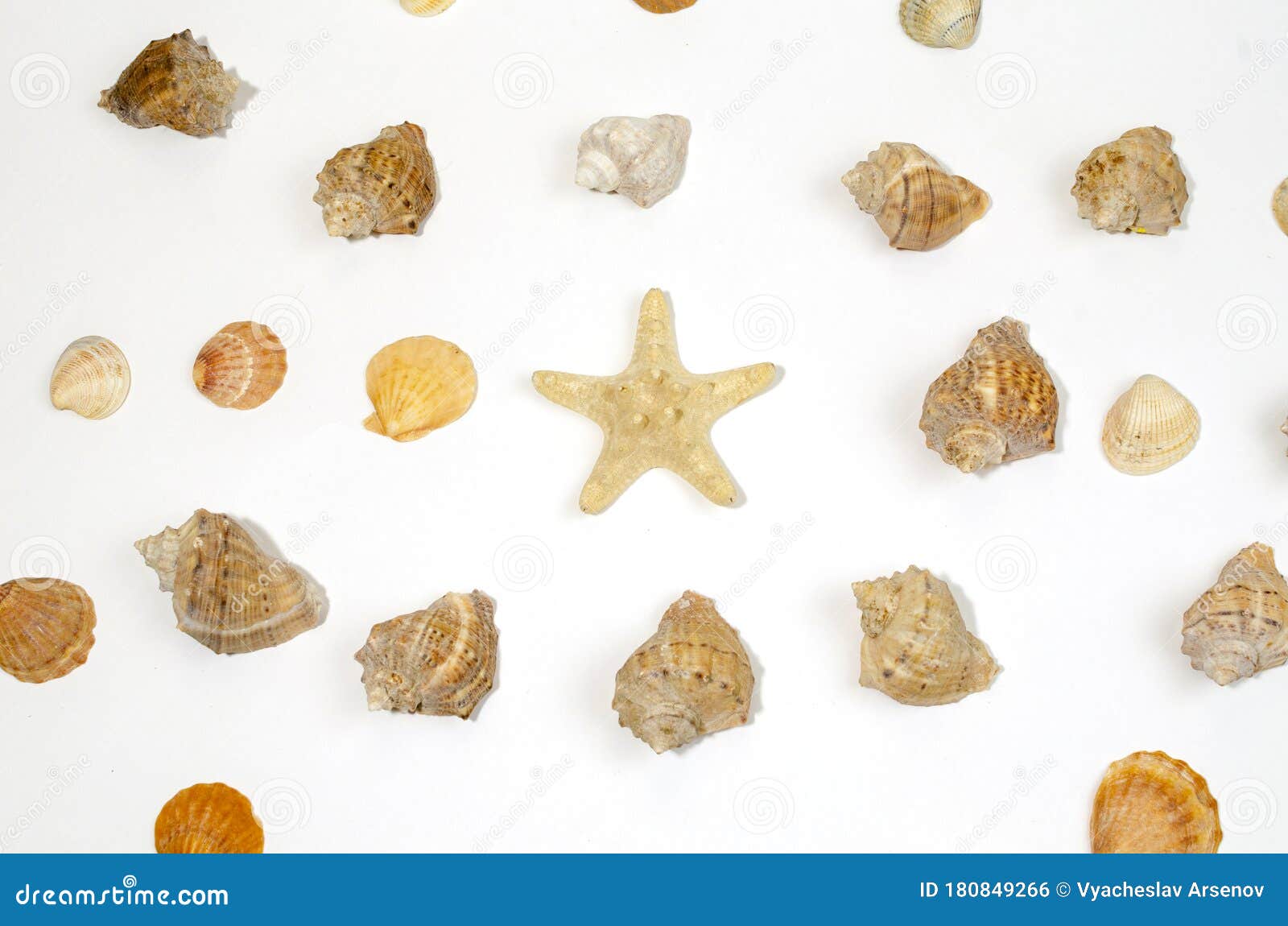 Composition of Exotic Sea Shells and Starfish Starfish on a White ...