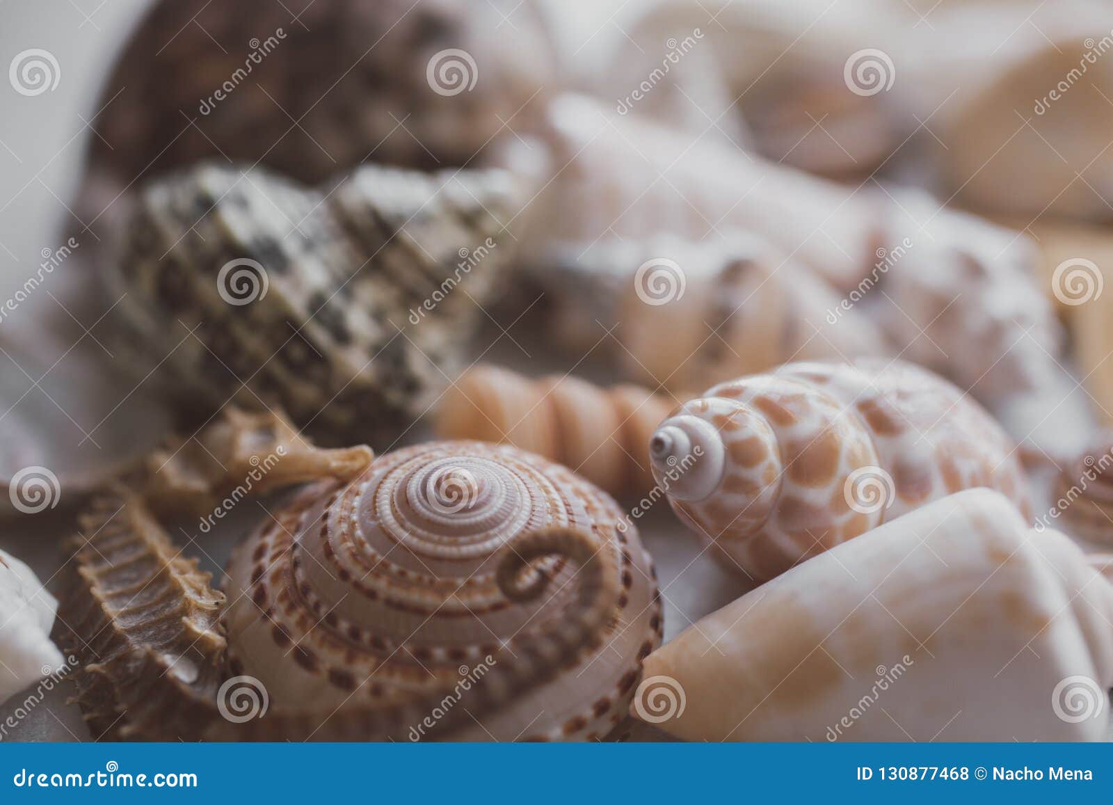 Composition of Exotic Sea Shells on White Background. Close Up View of ...
