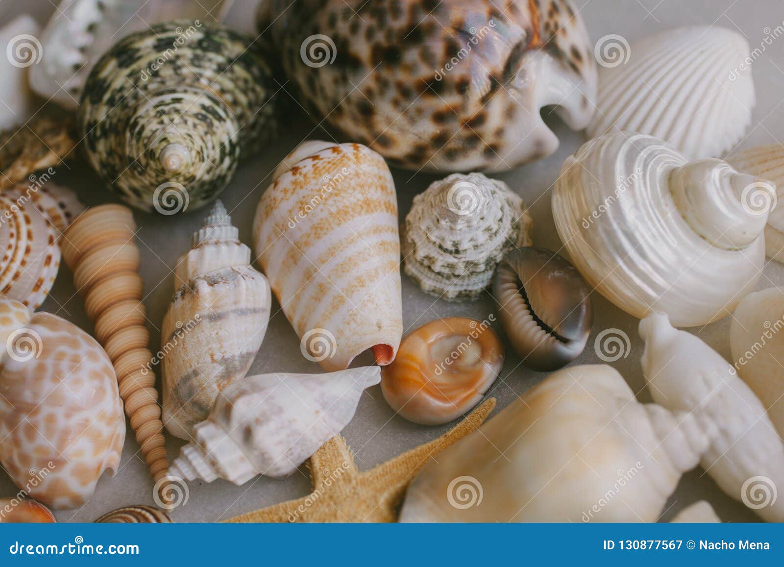Composition of Exotic Sea Shells on White Background. Close Up View of ...