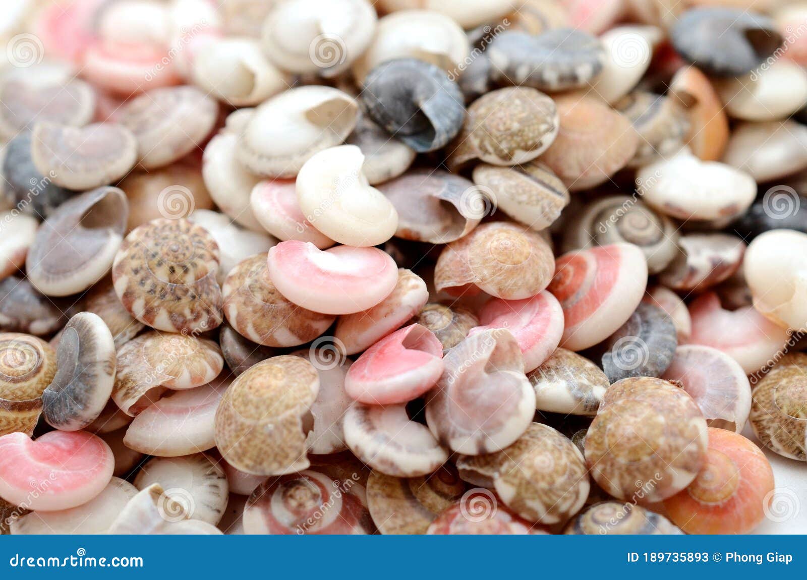 Composition of Exotic Sea Shells on White Background. Close Up View of ...