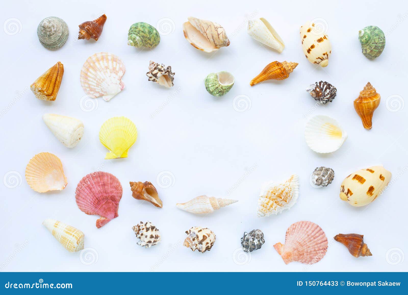 Composition of Exotic Sea Shells Stock Image - Image of closeup ...