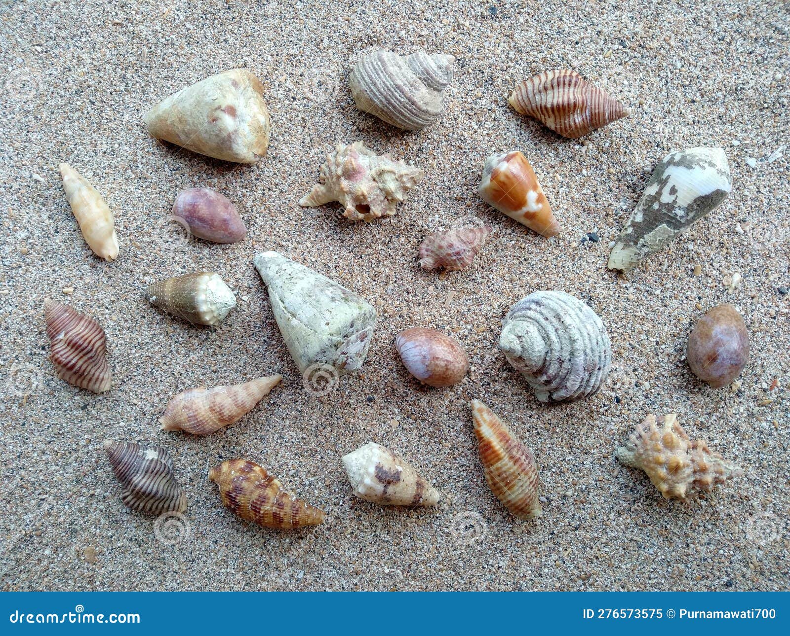 Composition of Exotic Sea Shells on a White Sand Background Stock Image ...