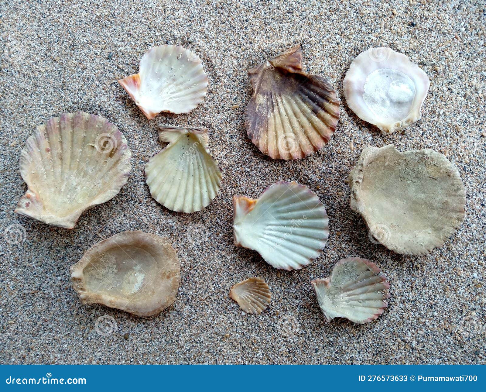 Composition of Exotic Sea Shells on a White Sand Background Stock Image ...