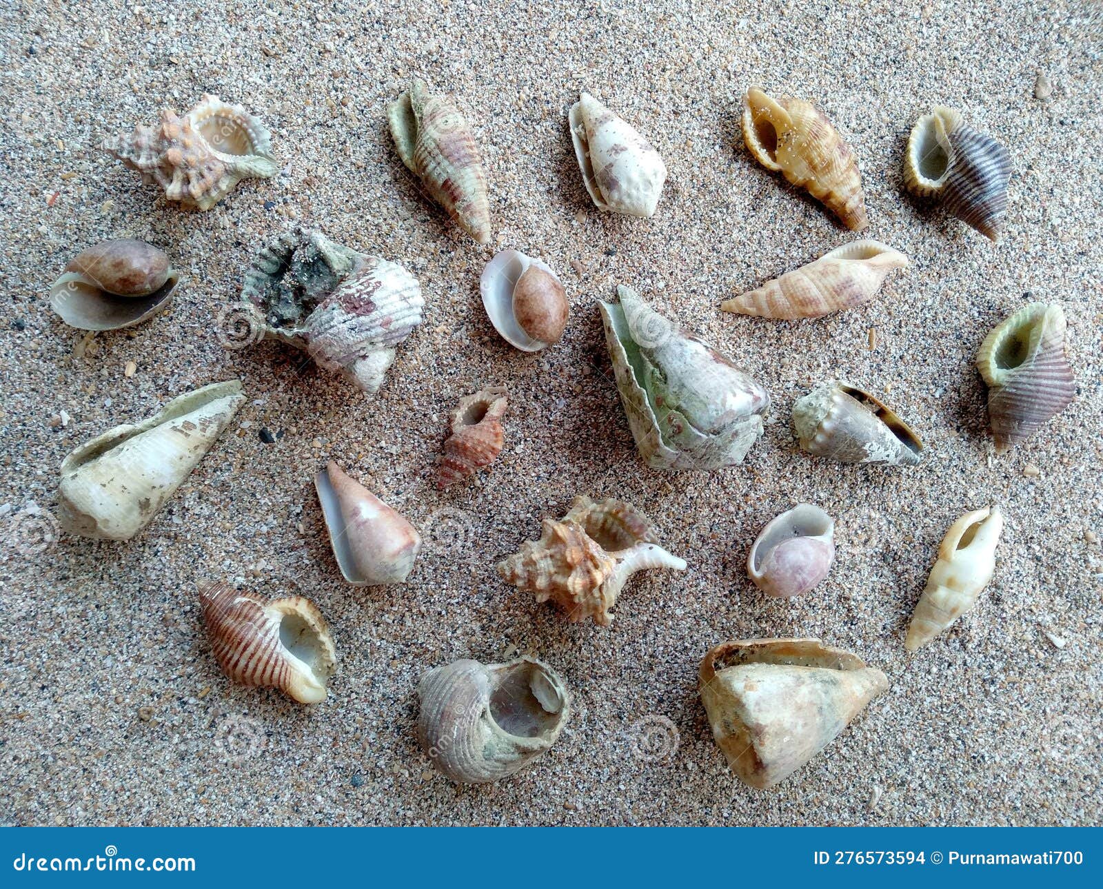 Composition of Exotic Sea Shells on a White Sand Background Stock Photo ...