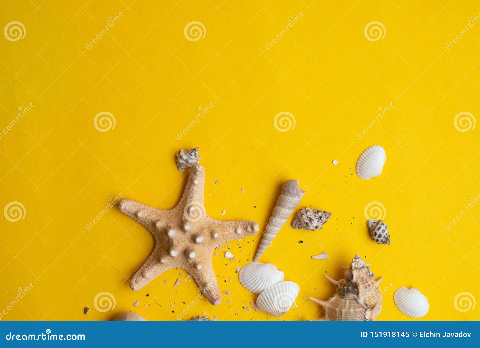 Composition of Exotic Sea Shells on a Yellow Background. Summer Concept ...