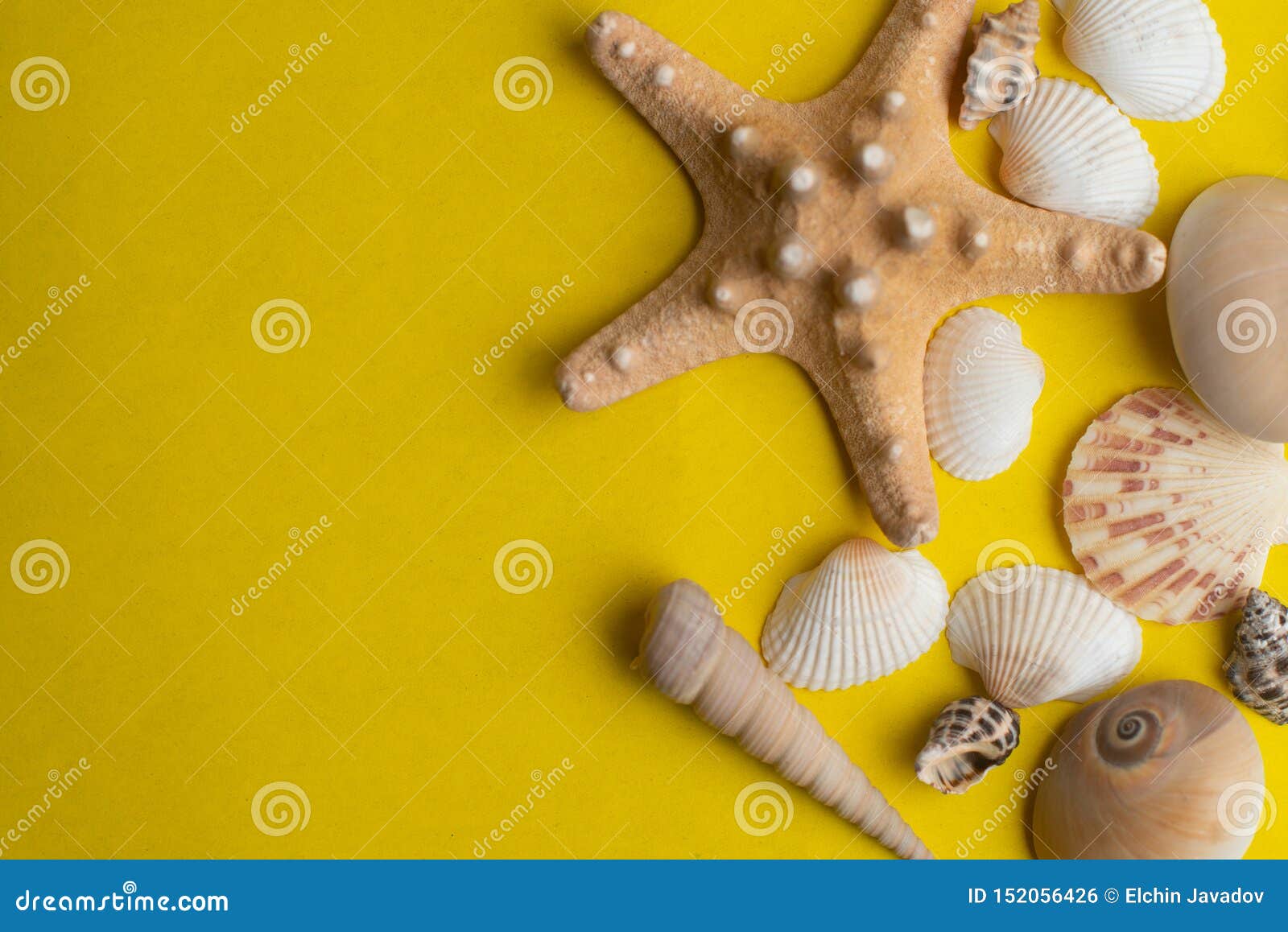 Composition of Exotic Sea Shells on a Yellow Background. Summer Concept ...