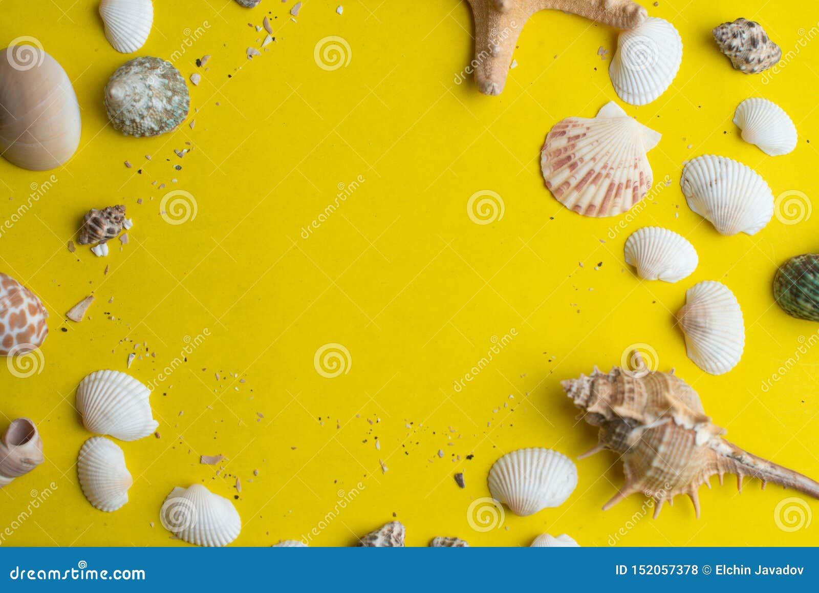 Composition of Exotic Sea Shells on a Yellow Background. Summer Concept ...