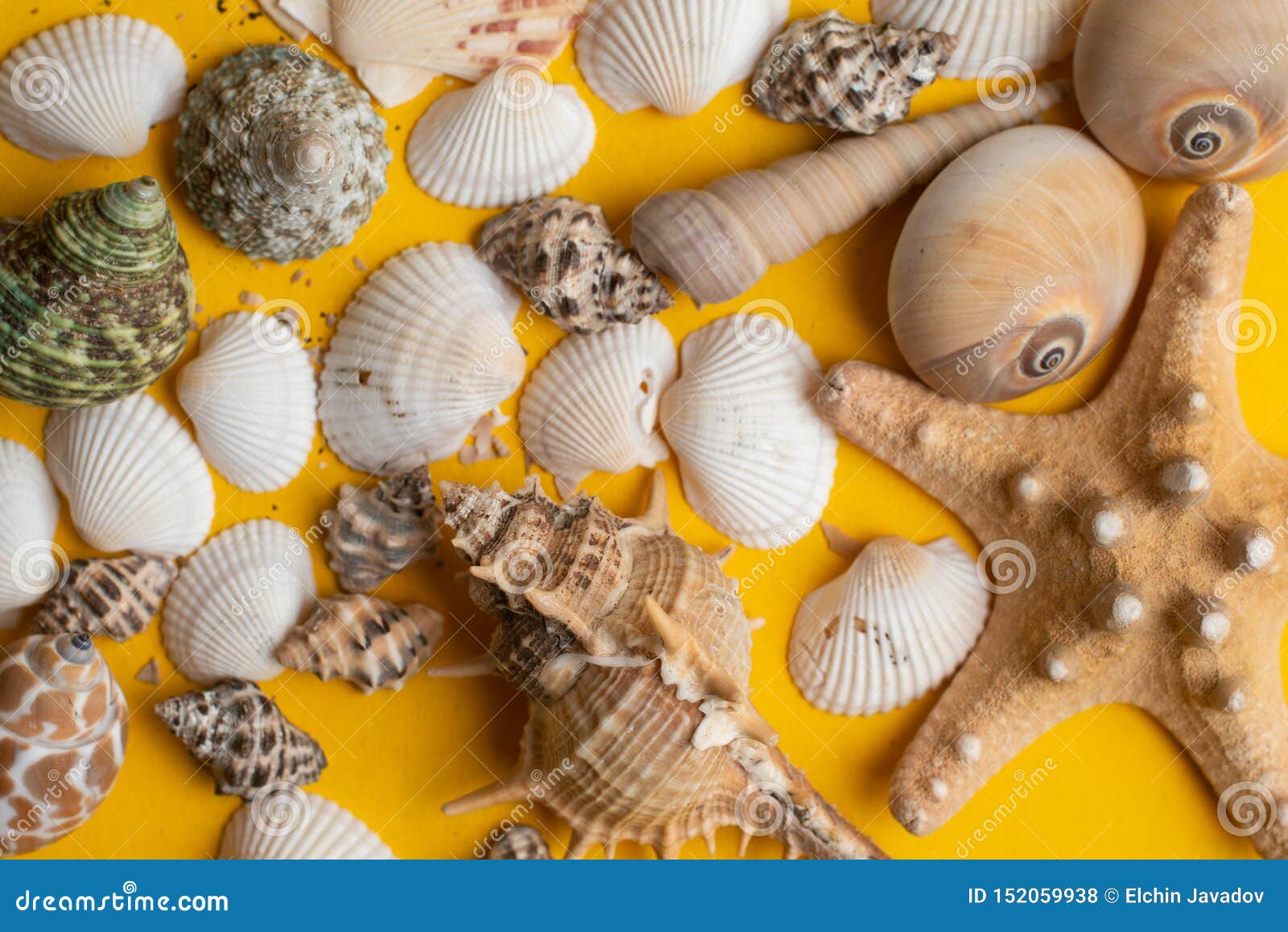 Composition of Exotic Sea Shells on a Yellow Background. Summer Concept ...