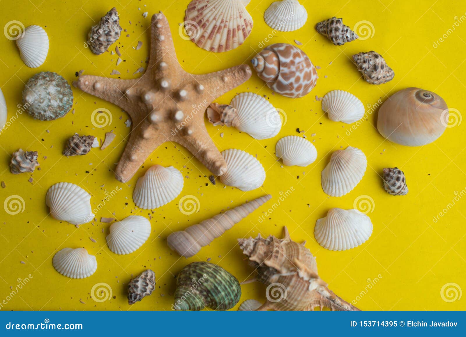 Composition of Exotic Sea Shells on a Yellow Background. Summer Concept ...