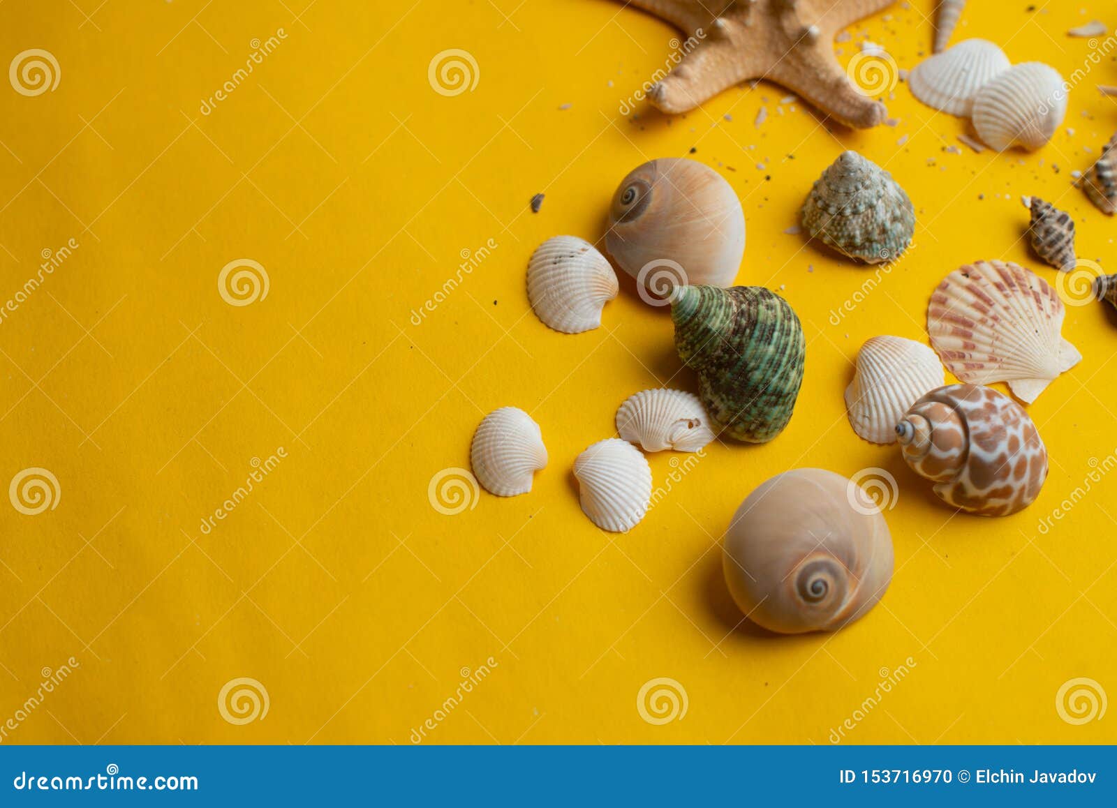 Composition of Exotic Sea Shells on a Yellow Background. Summer Concept ...