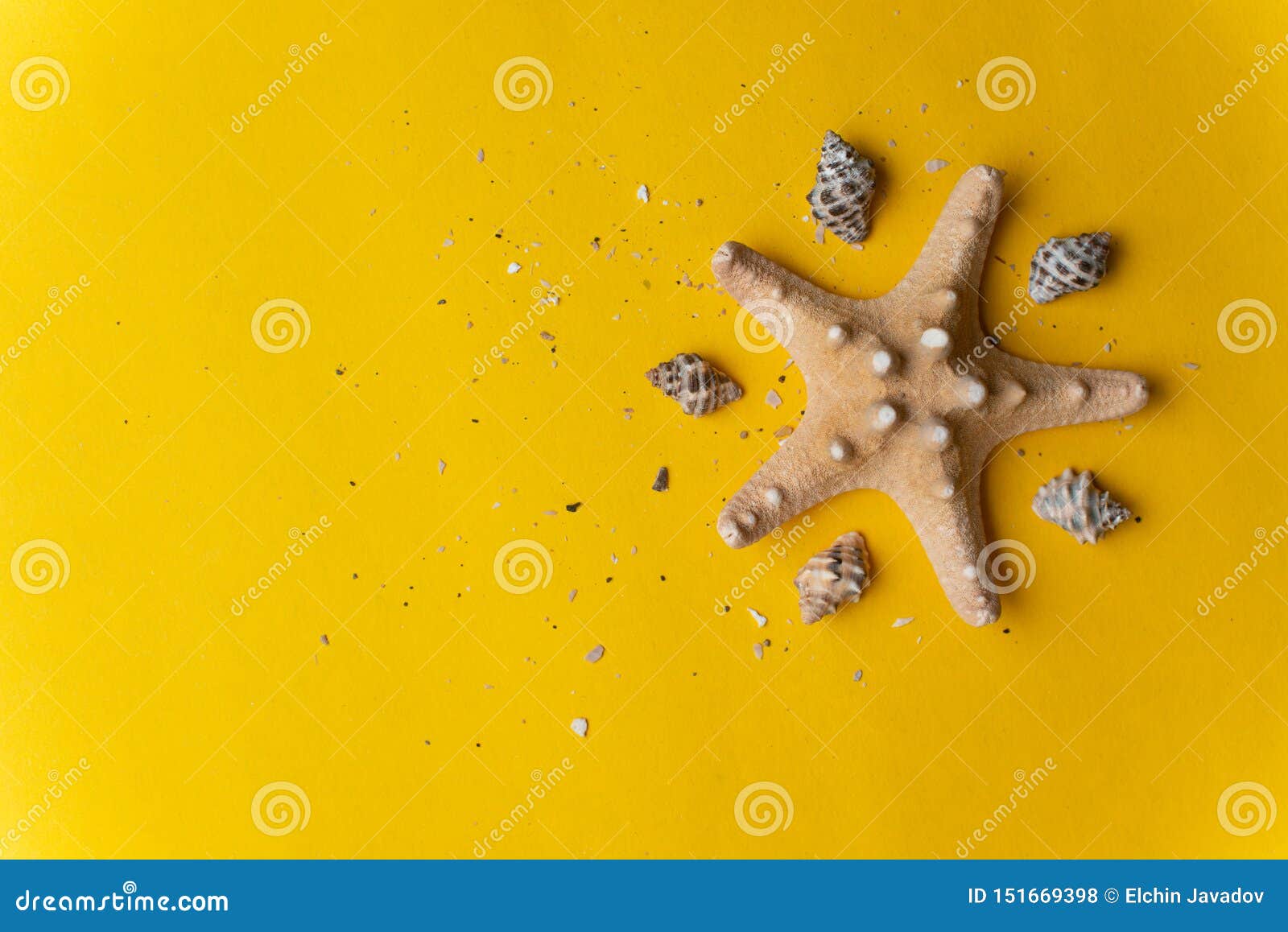 Composition of Exotic Sea Shells on a Yellow and Blue Background ...