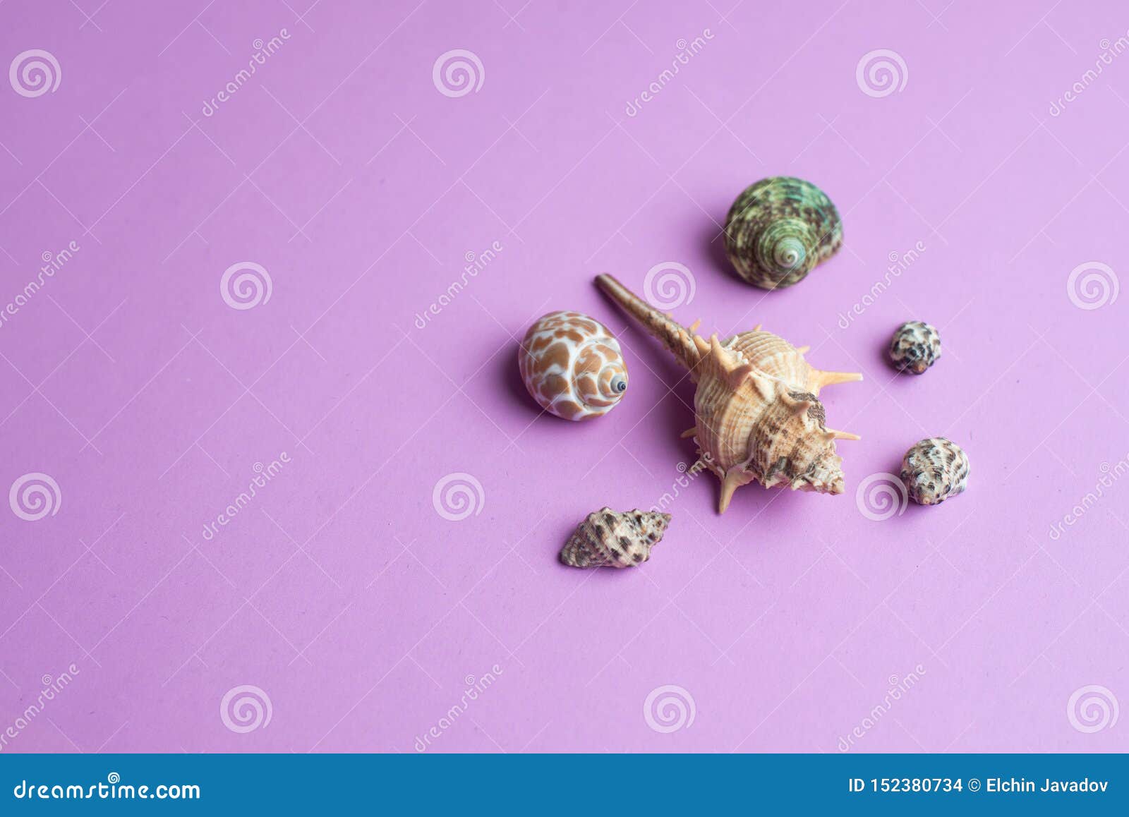 Composition of Exotic Sea Shells on a Yellow and Blue Background ...