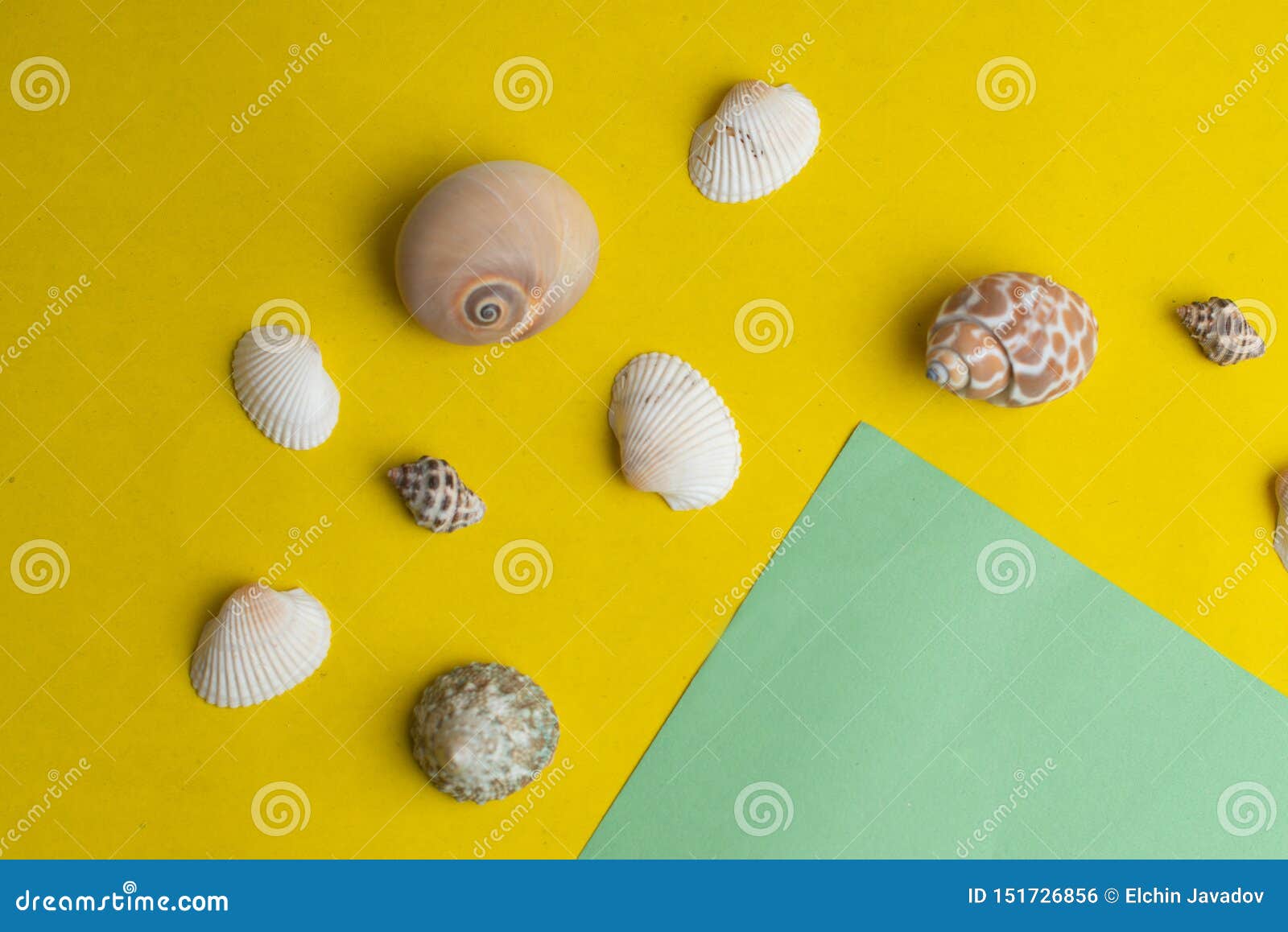 Composition of Exotic Sea Shells on a Yellow and Green Background ...