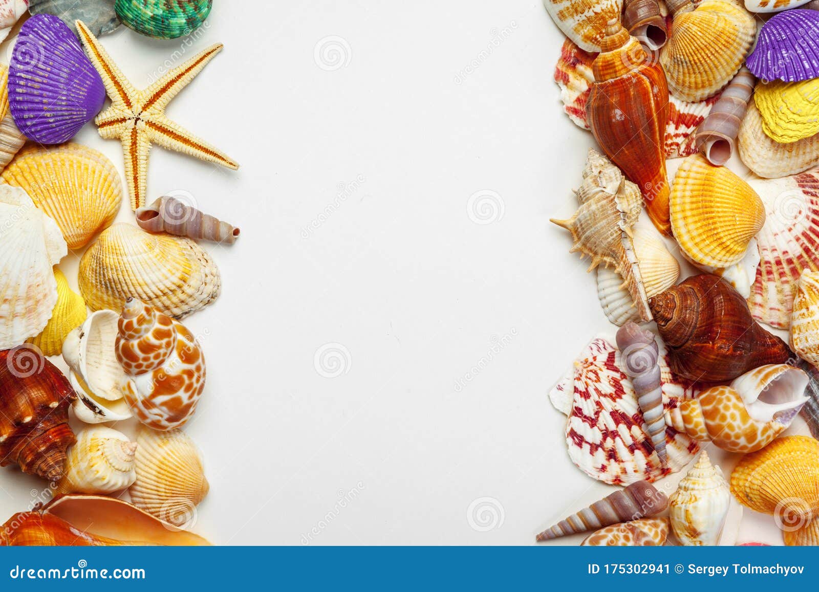 Composition of Exotic Seashells Close Up. Creative Photo. Stock Image ...