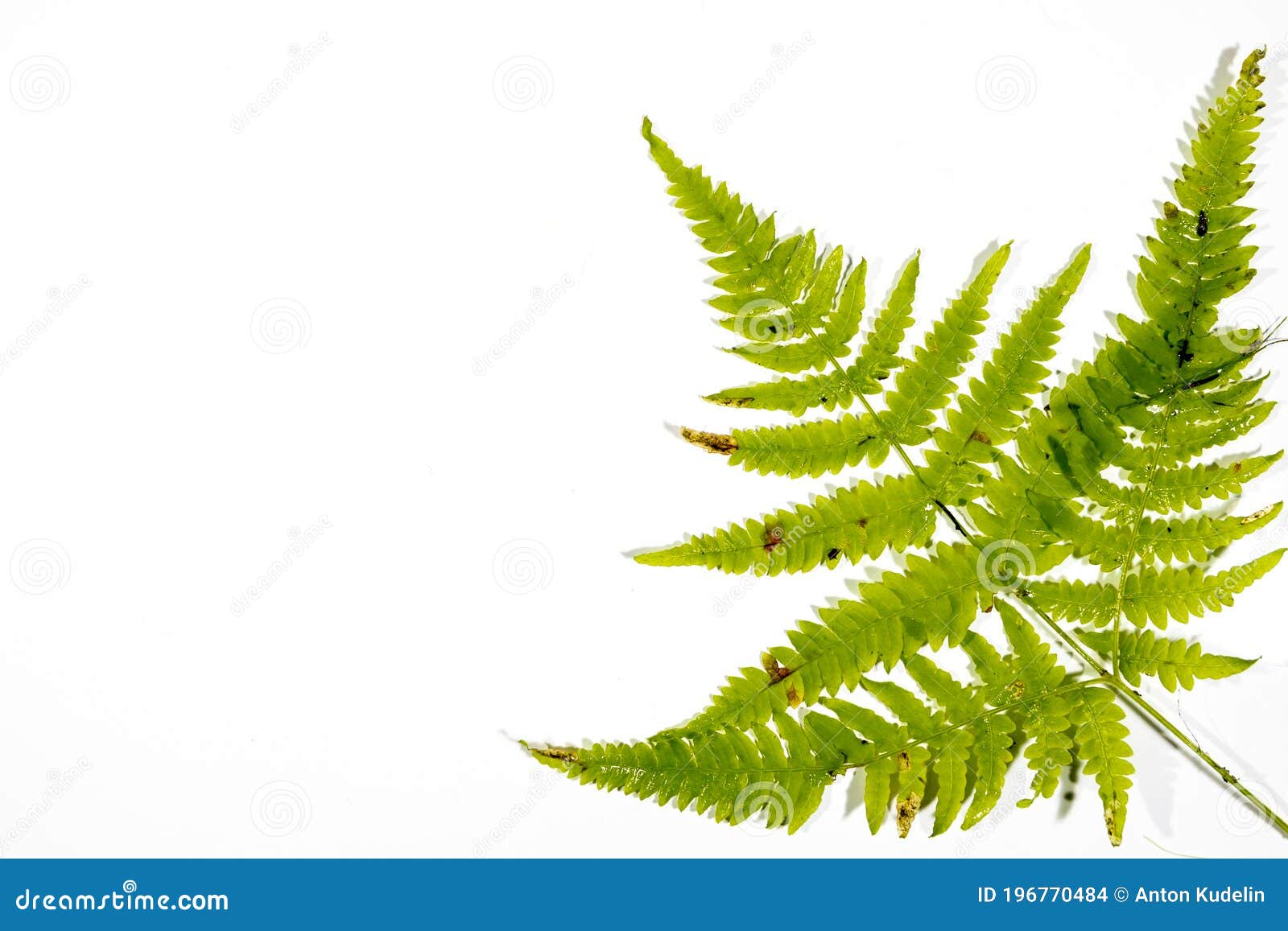 Composition of Fern Leaves on a White Background Stock Photo - Image of ...