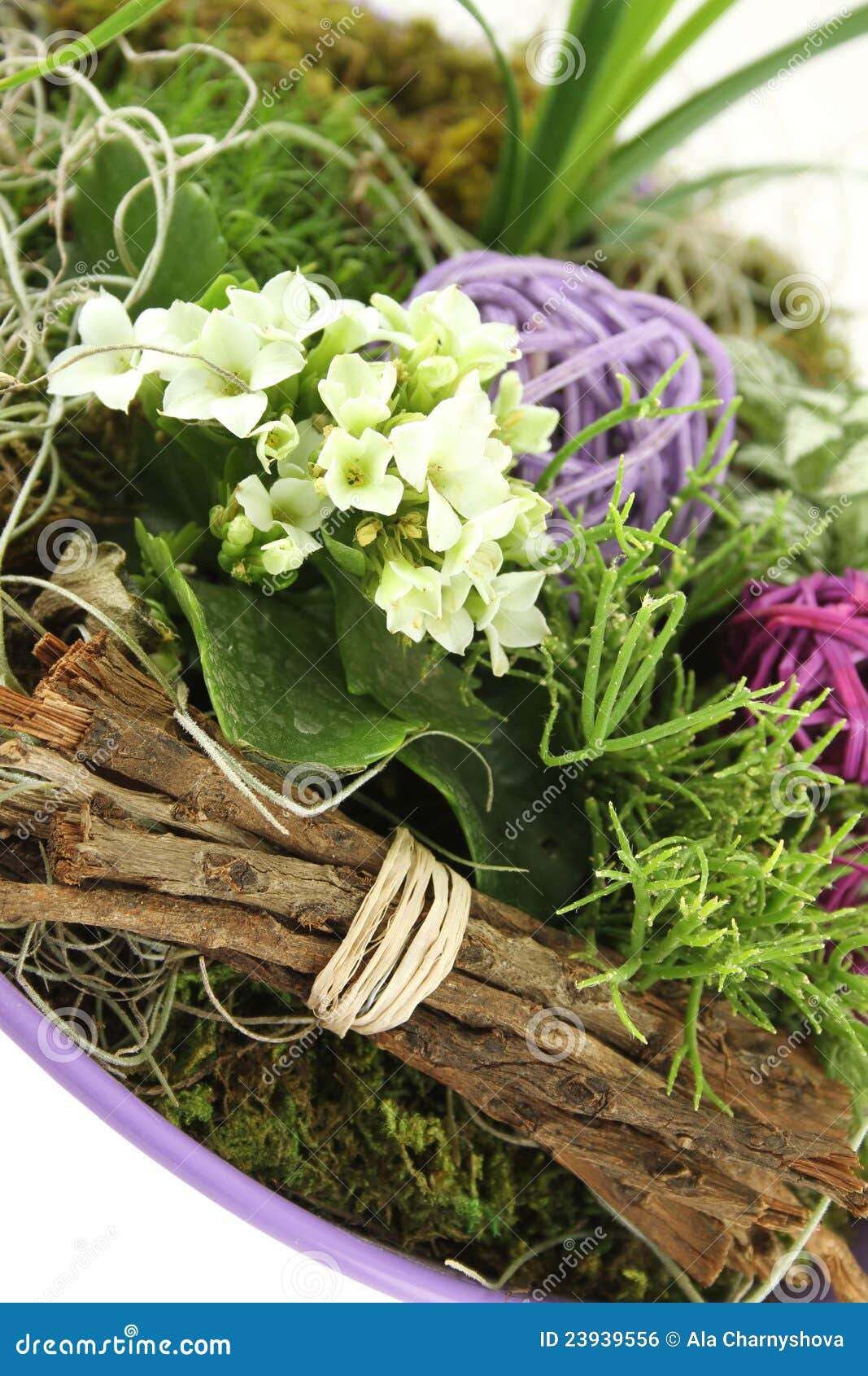 Composition with the Flowers and Plants Stock Photo - Image of fern ...