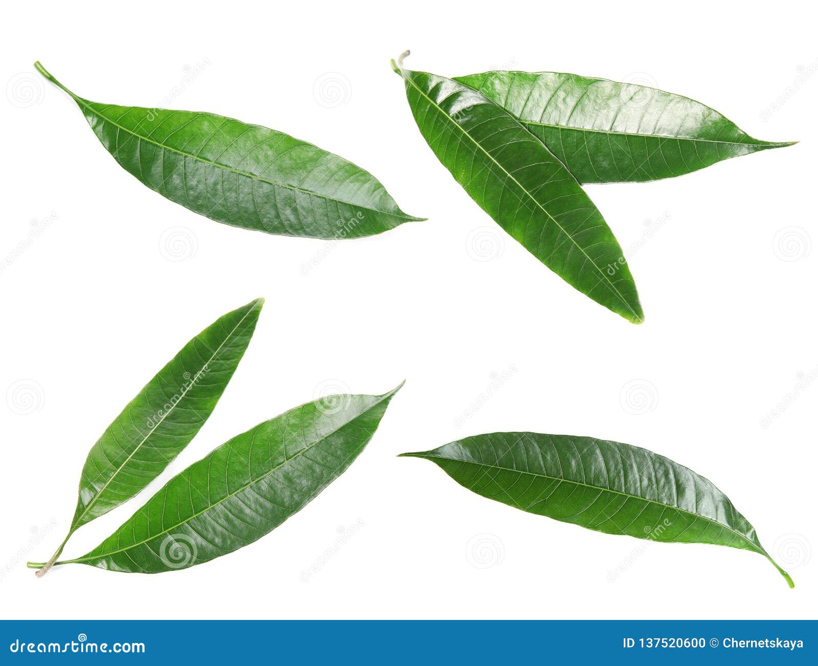 Composition of Fresh Mango Leaves Stock Photo - Image of bright ...
