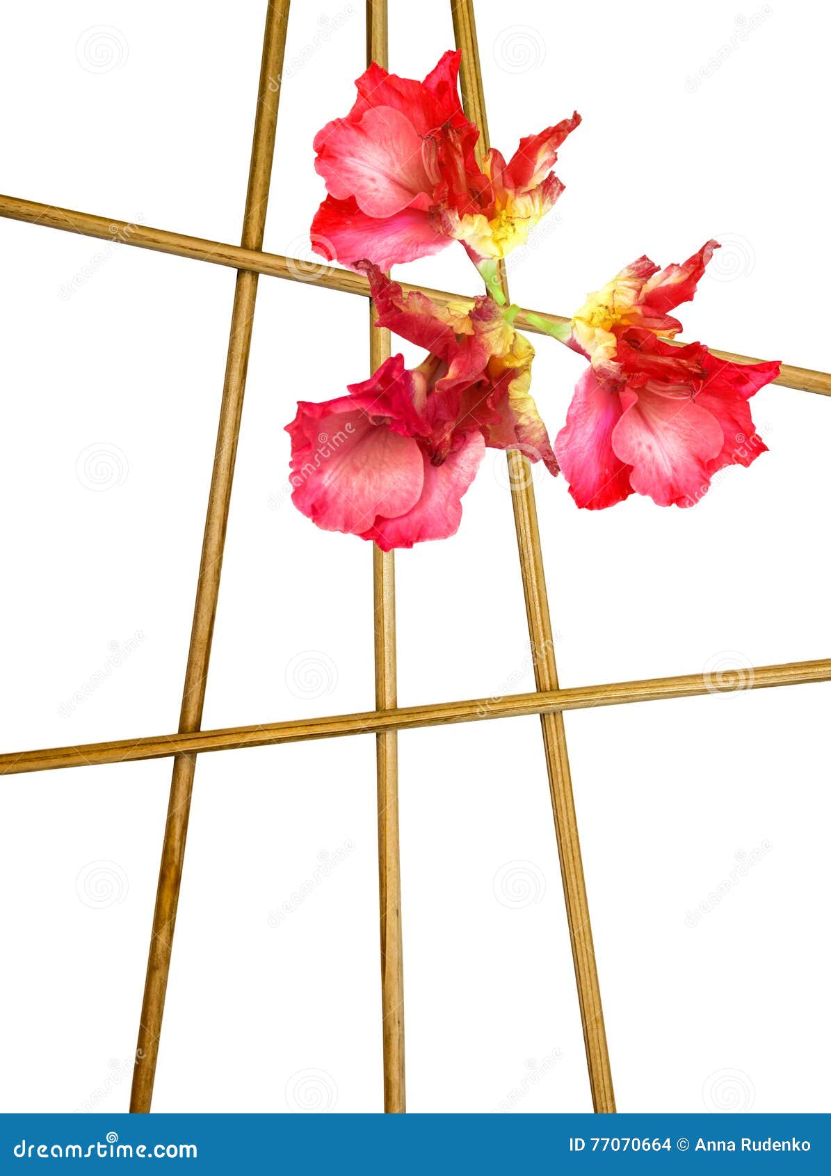 Composition Gladiolus Flower on Bamboo Sticks Stock Photo - Image of ...