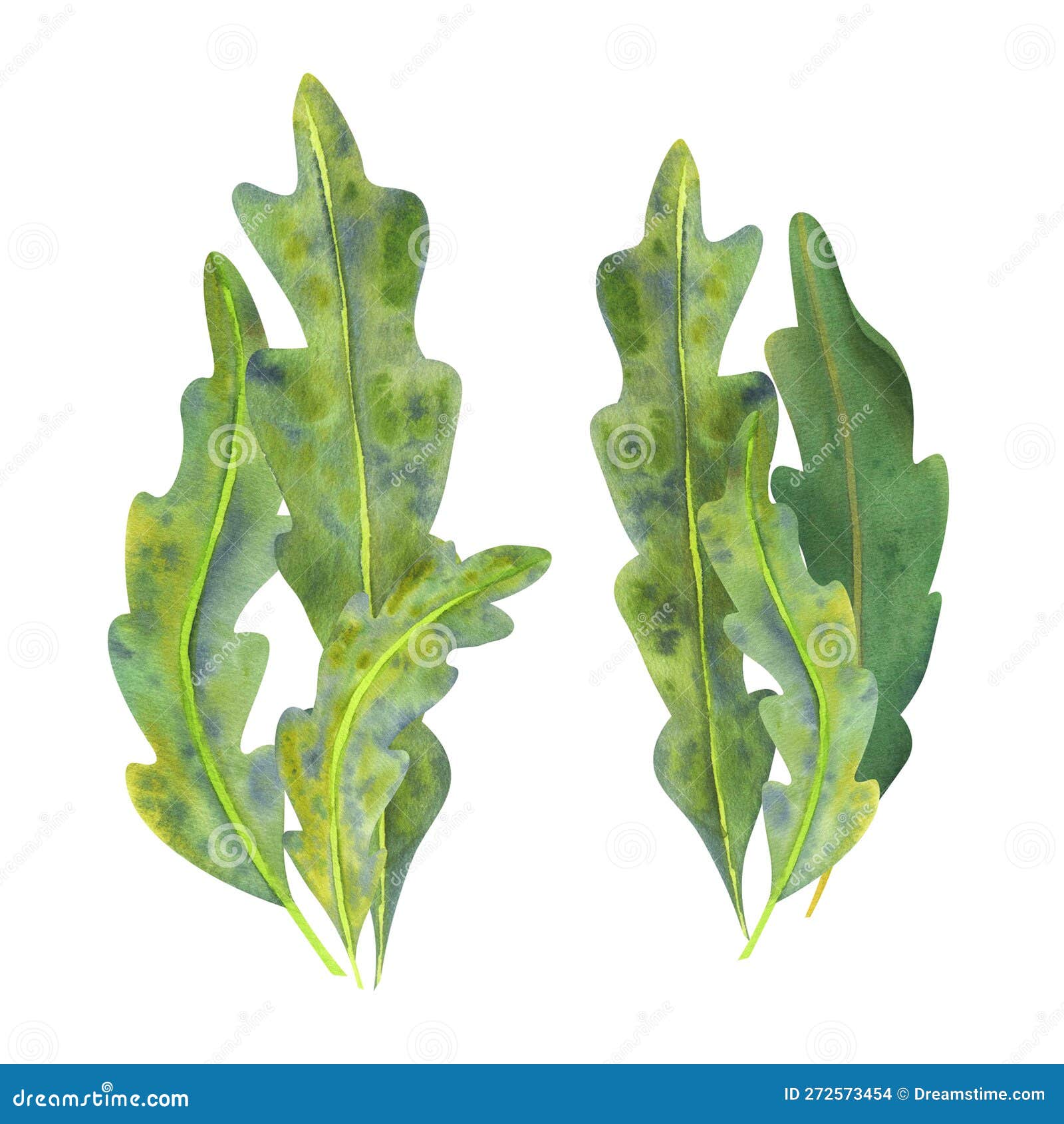 Composition of Green Algae Painted in Watercolor. Separate on a White ...