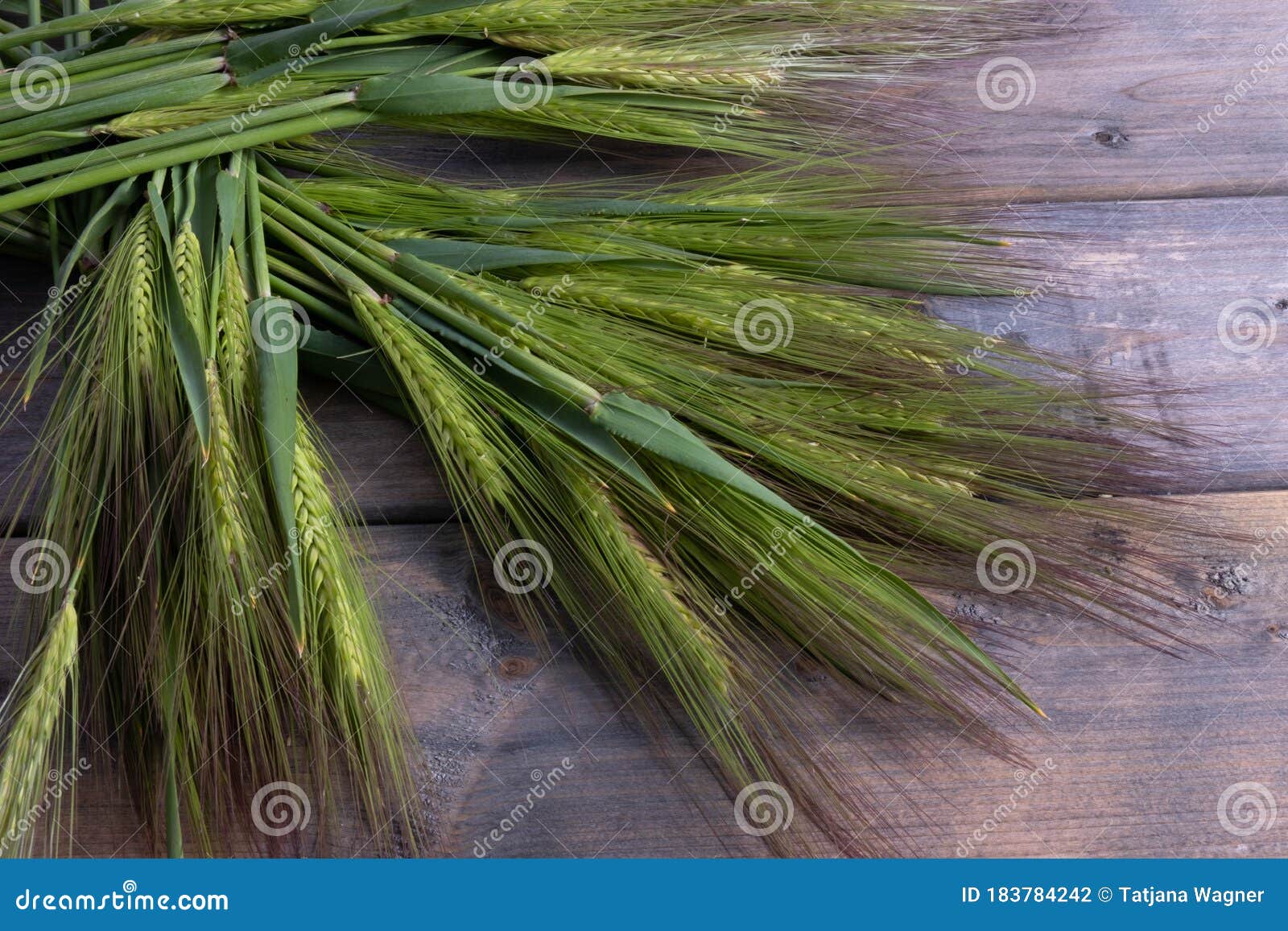 Composition of Green Barley on a Table Stock Photo - Image of style ...