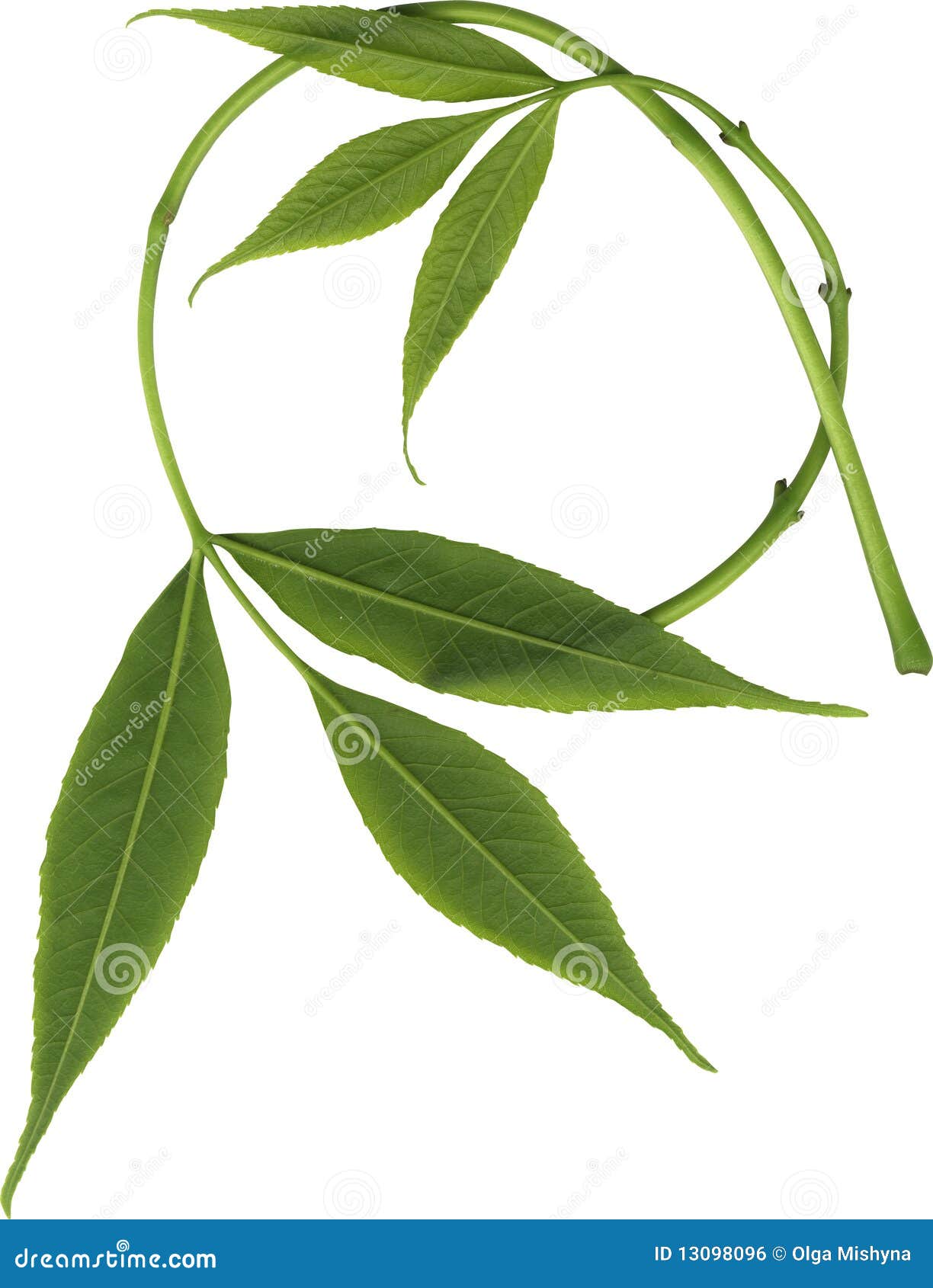 Composition from Green Leaves Stock Photo - Image of foliage ...