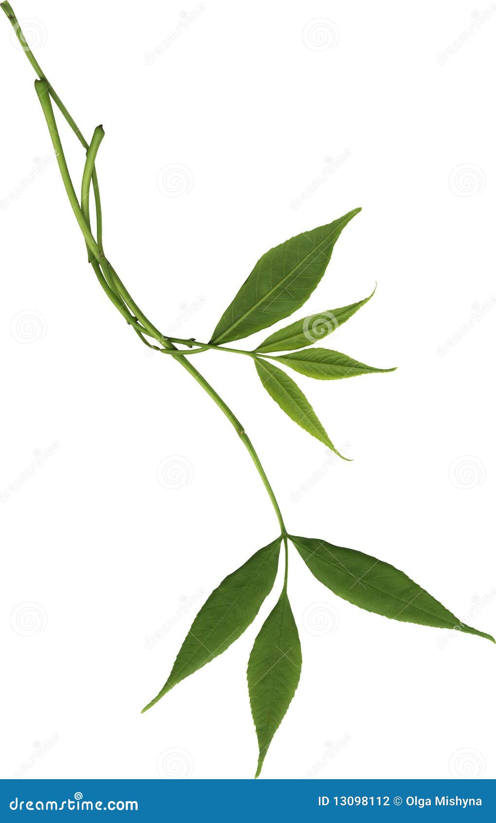 Composition from Green Leaves Stock Photo - Image of beauty, connect ...