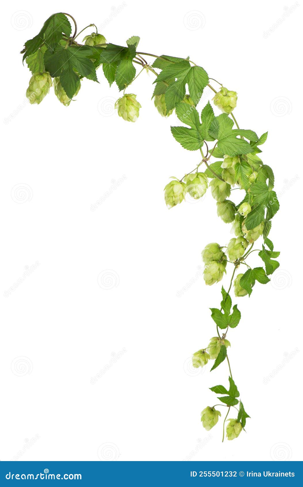 Composition of Hops Isolated on a White Background Stock Photo - Image ...