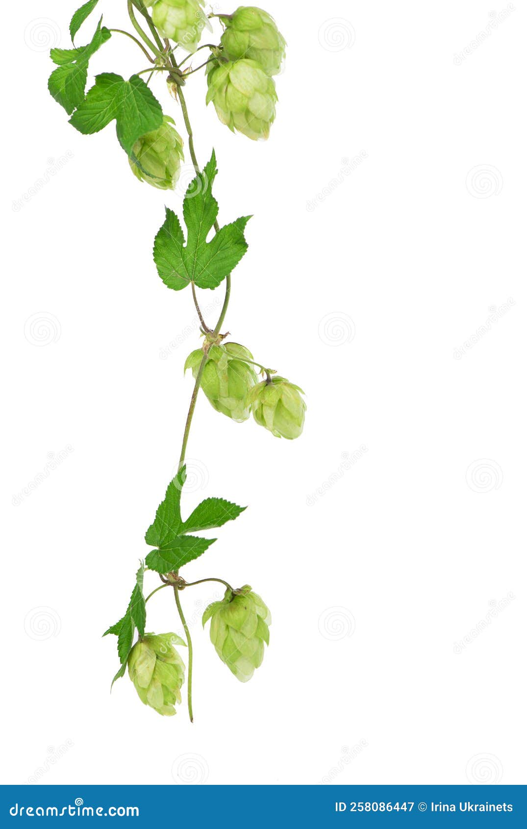 Composition of Hops Isolated on a White Background Stock Image - Image ...