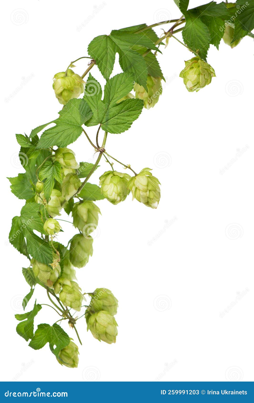Composition of Hops Isolated on a White Background Stock Image - Image ...