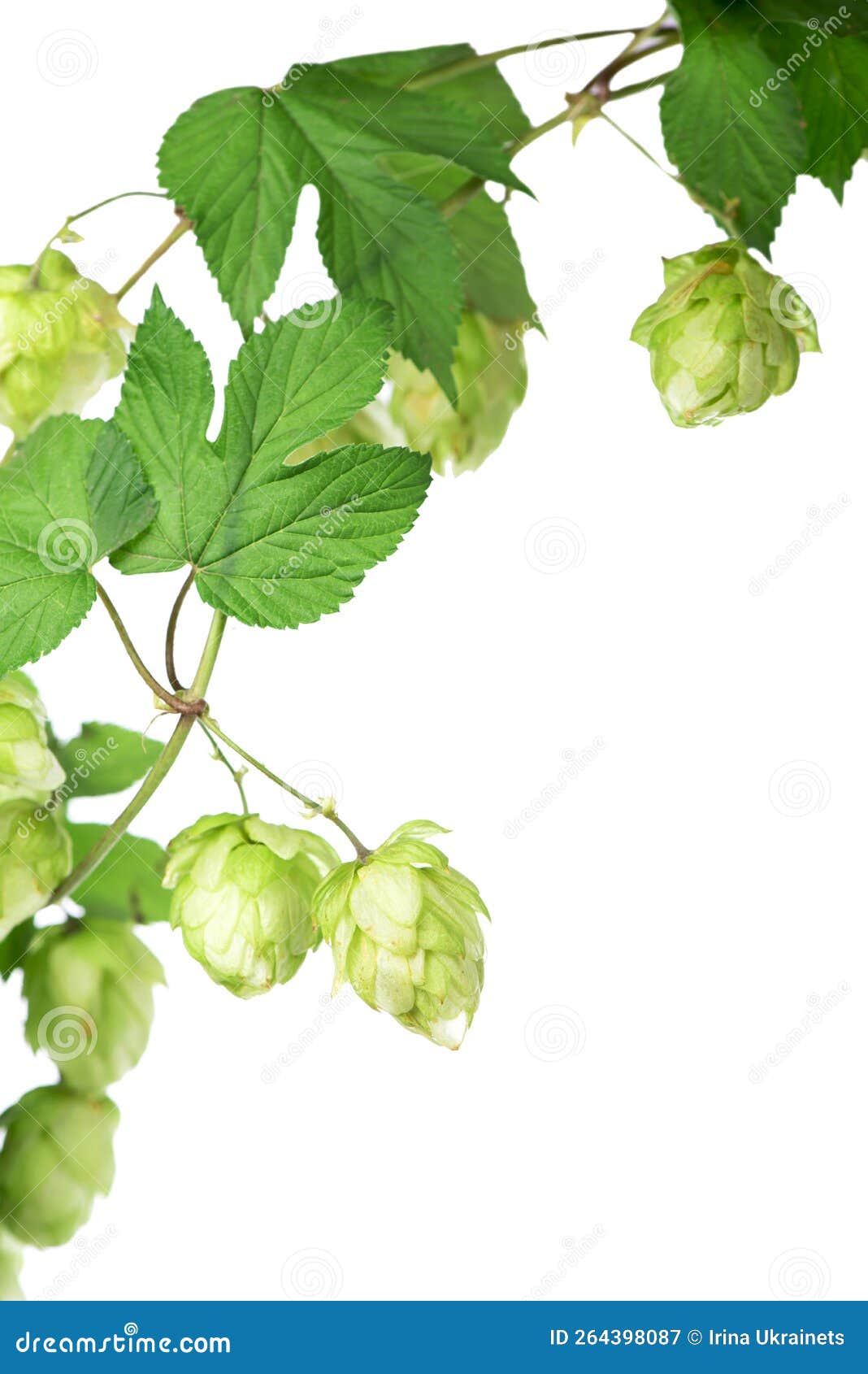 Composition of Hops Isolated on a White Background Stock Image - Image ...