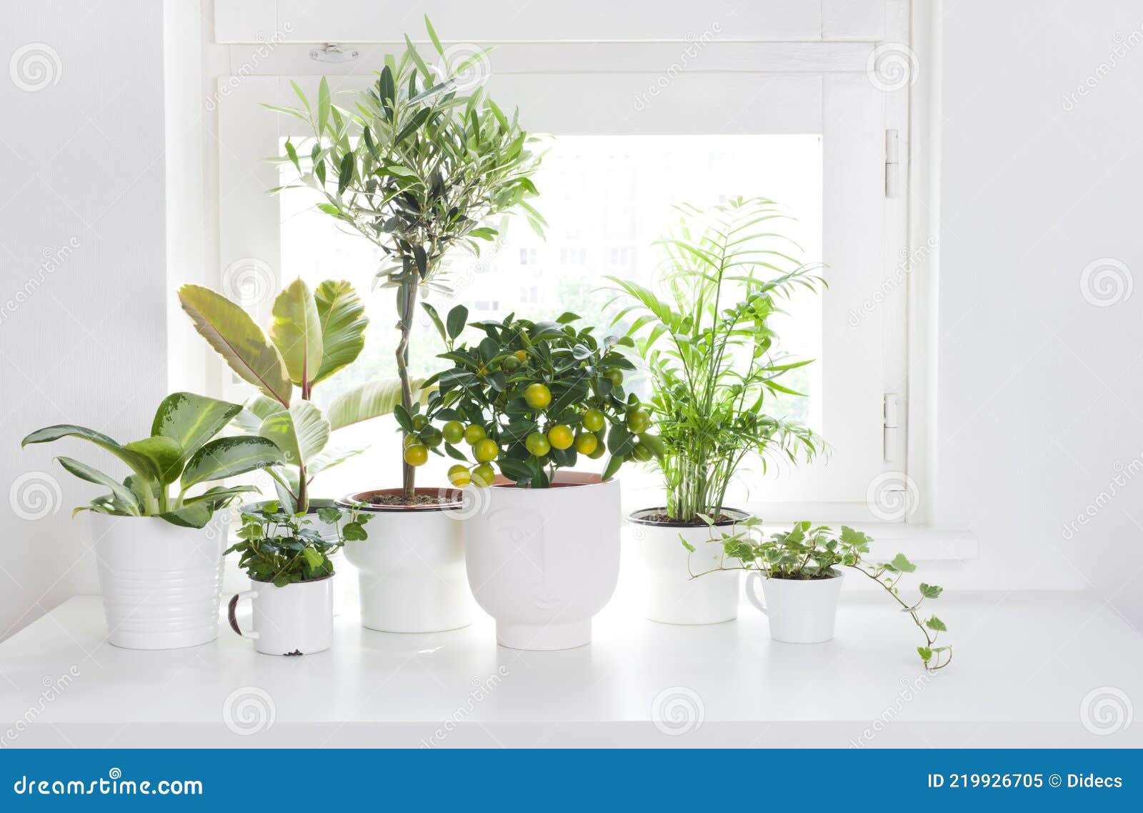 Composition of House Plants in Different Pots on White Table Stock ...
