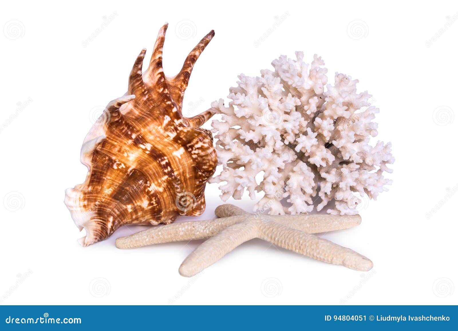 A Composition of Large Sea Shell, Starfish and Coral is Isolated on a ...